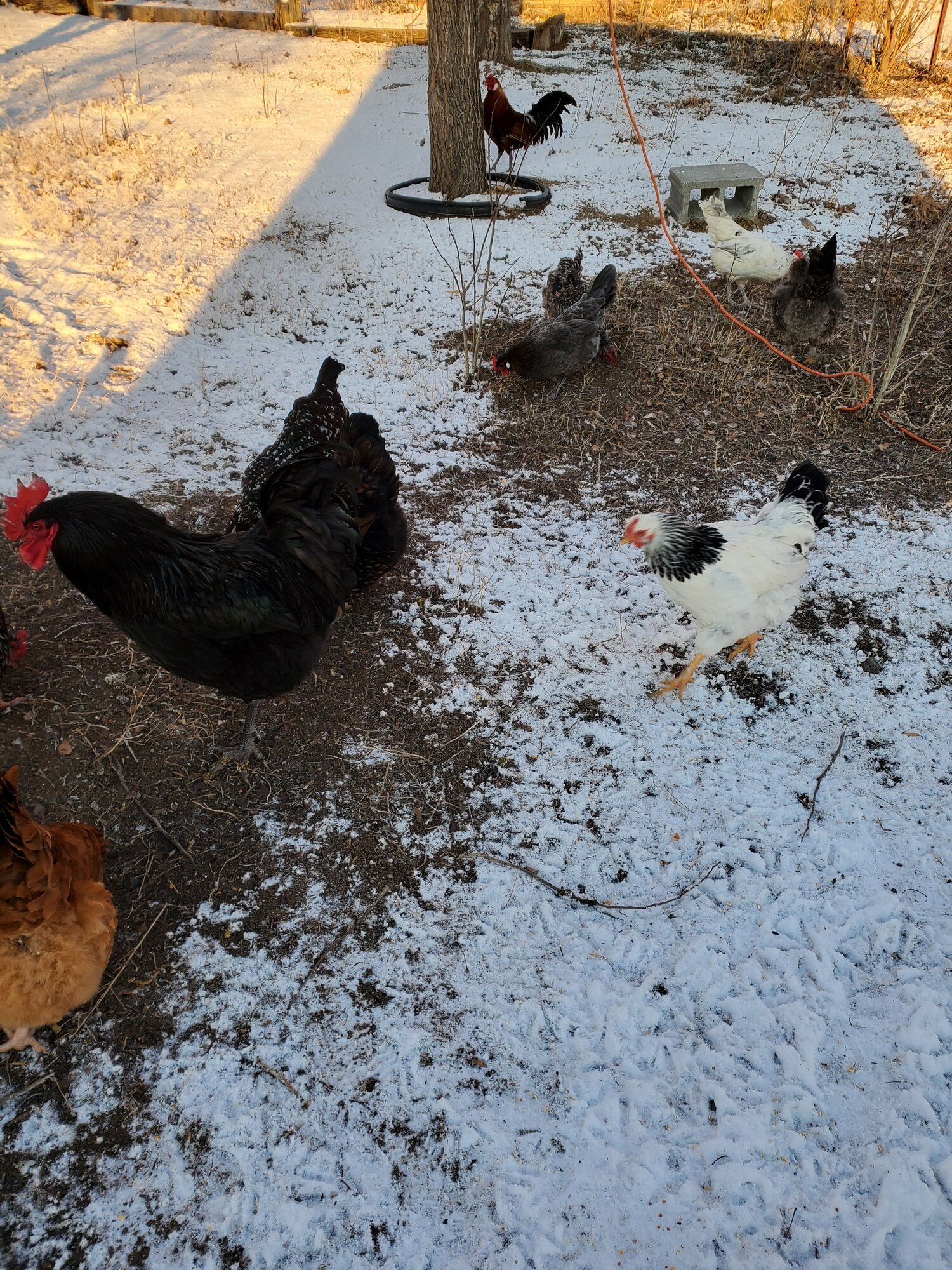 60.jpg | BackYard Chickens - Learn How to Raise Chickens