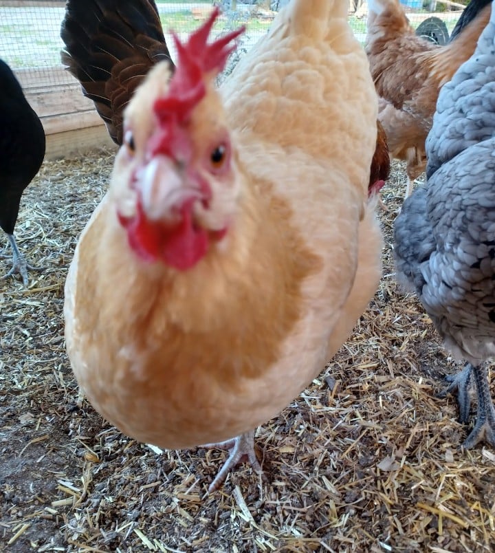 60.jpg | BackYard Chickens - Learn How to Raise Chickens