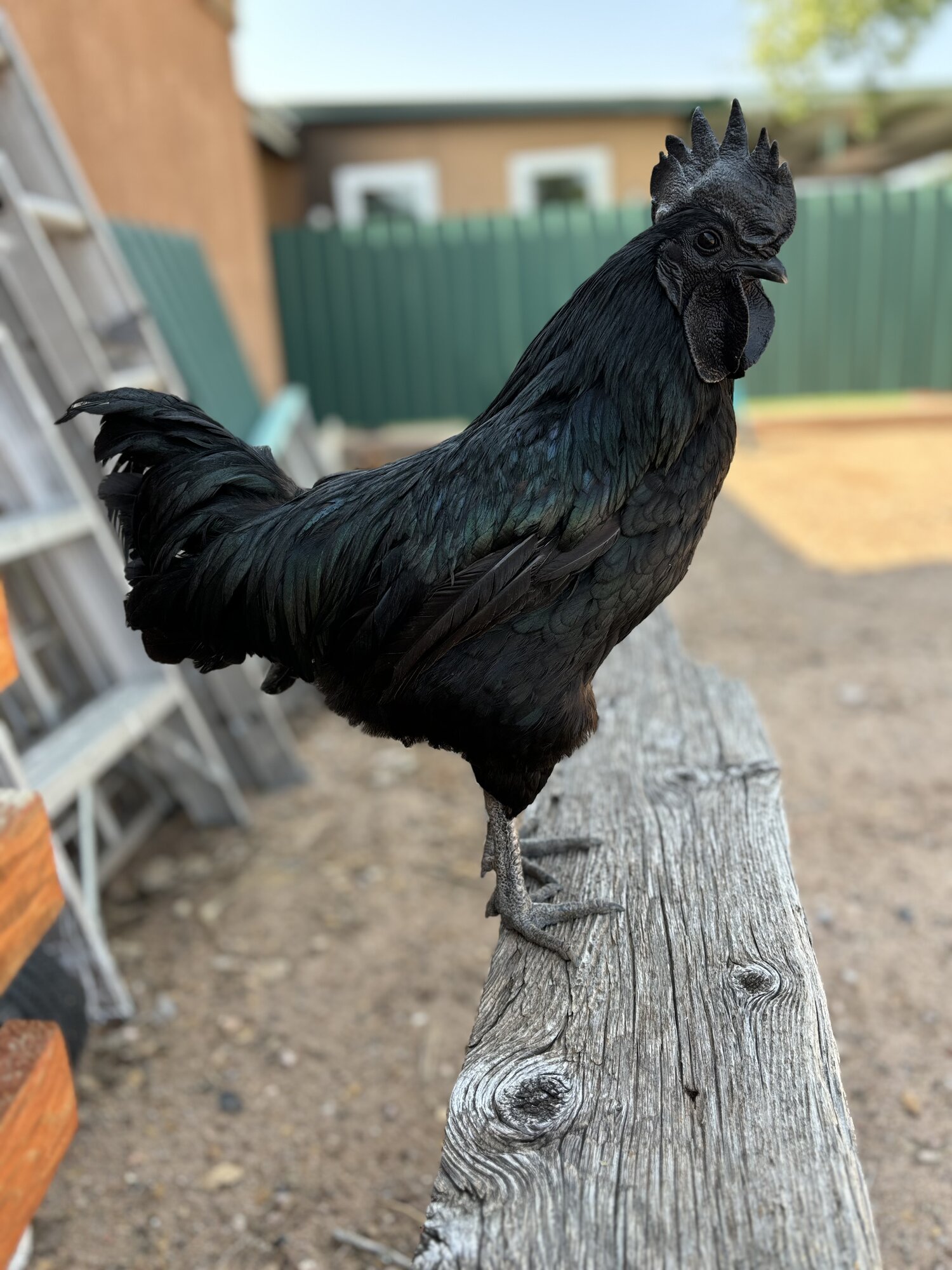 600.jpeg | BackYard Chickens - Learn How to Raise Chickens