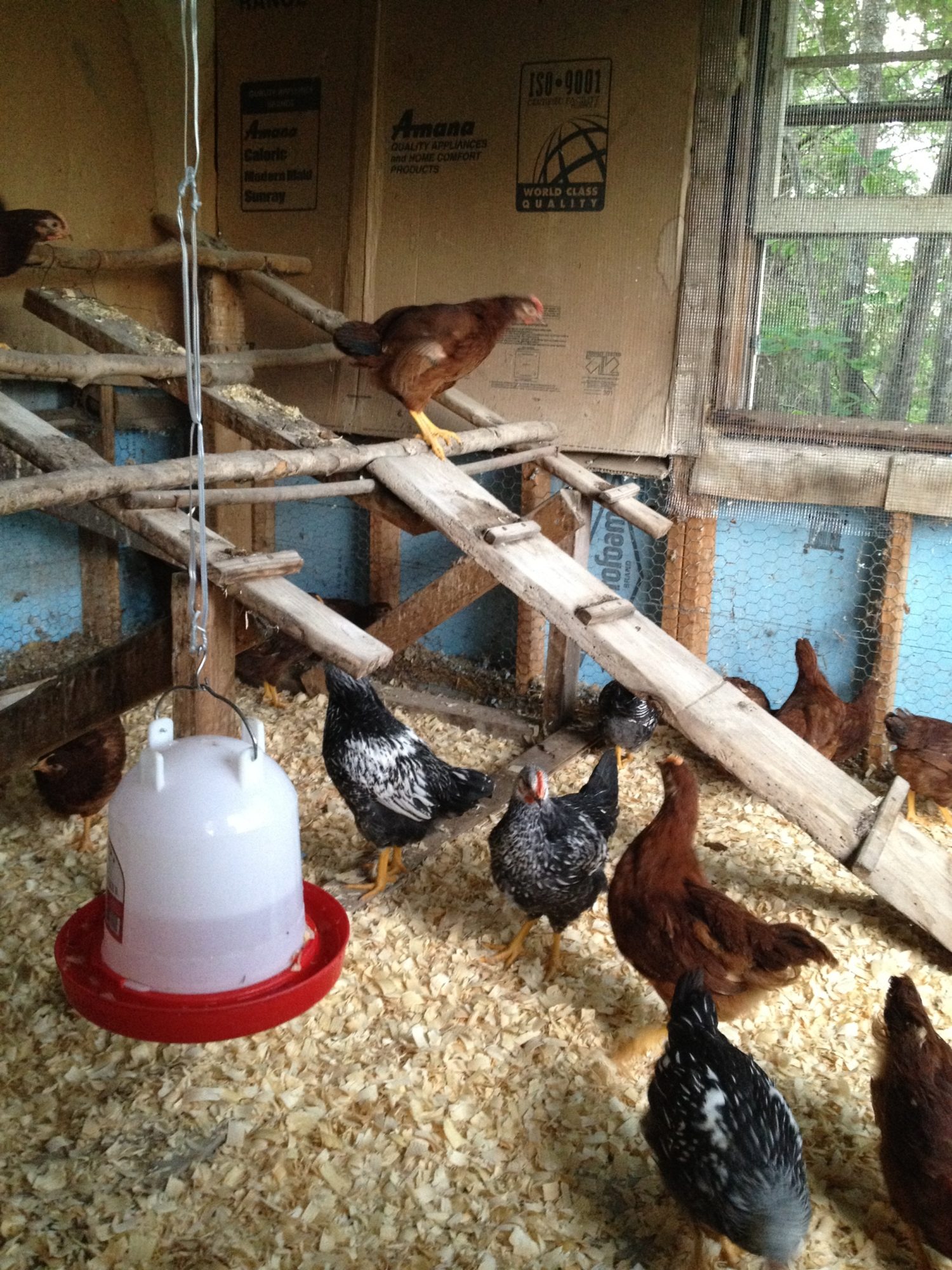 BackYard Chickens - Learn How to Raise Chickens