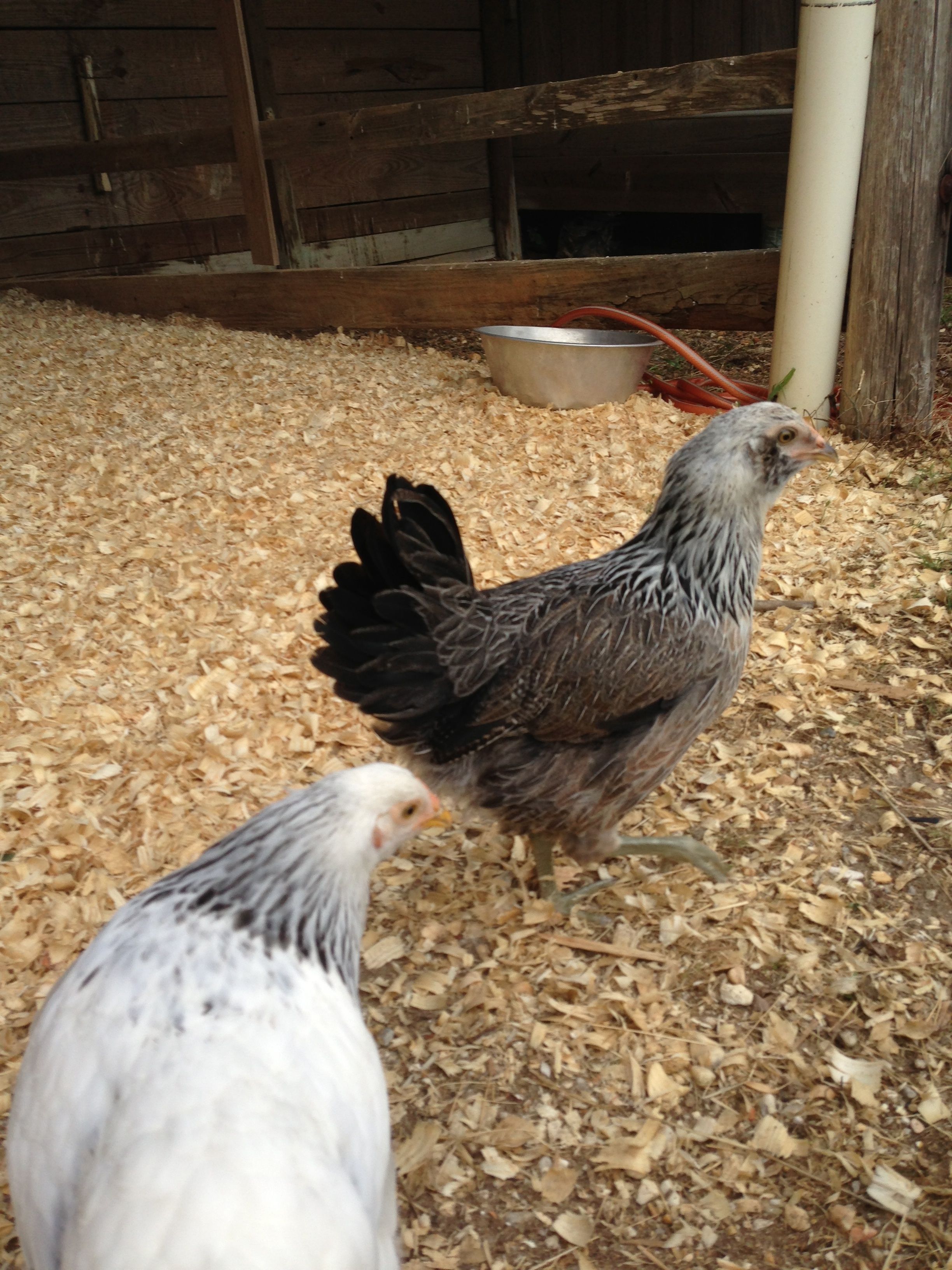 BackYard Chickens - Learn How to Raise Chickens