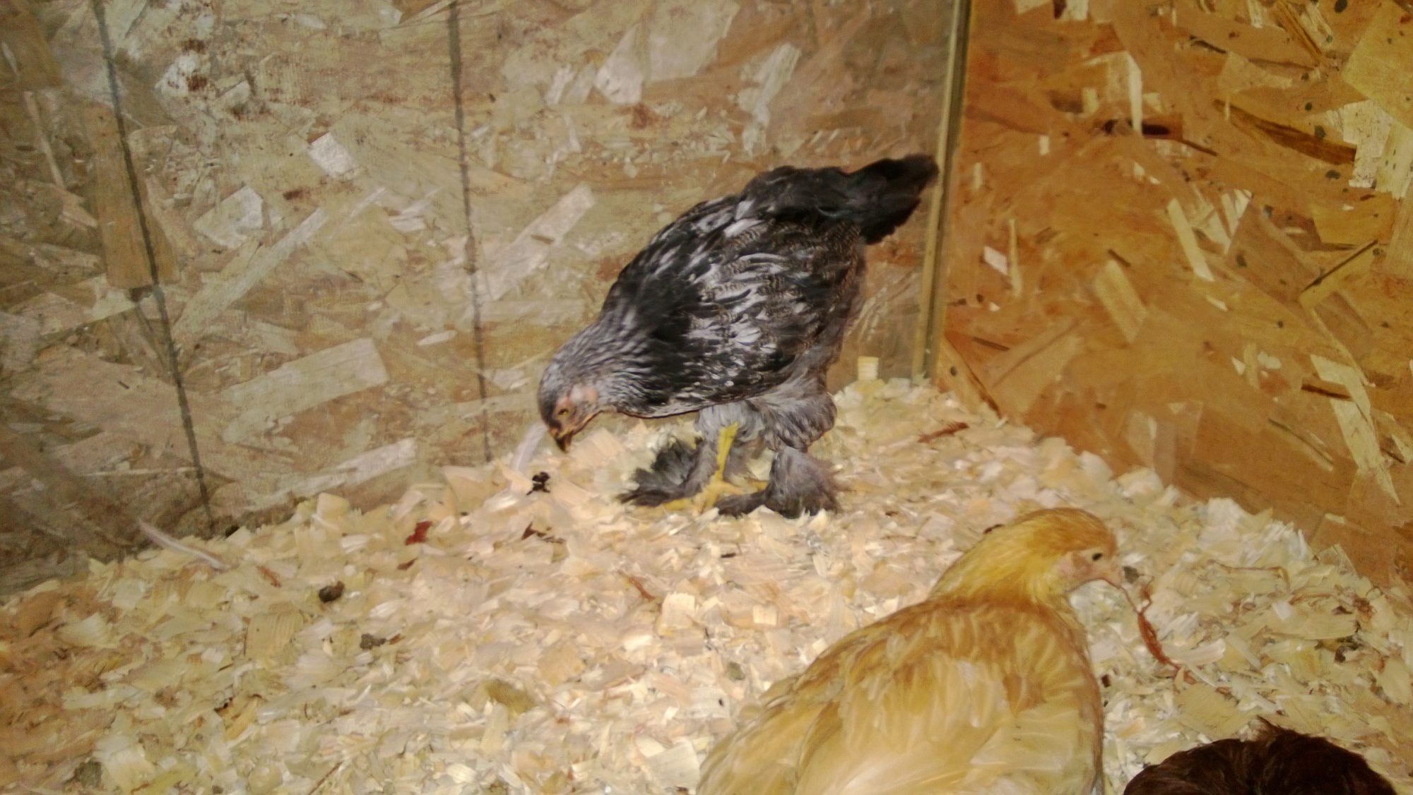 BackYard Chickens - Learn How to Raise Chickens