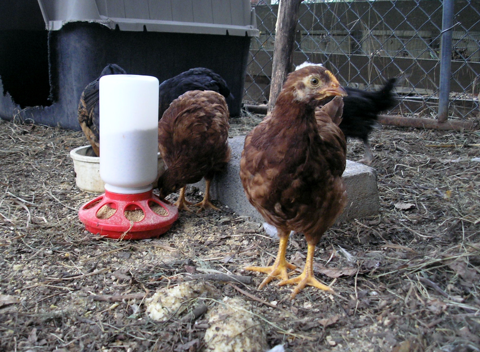 BackYard Chickens - Learn How to Raise Chickens