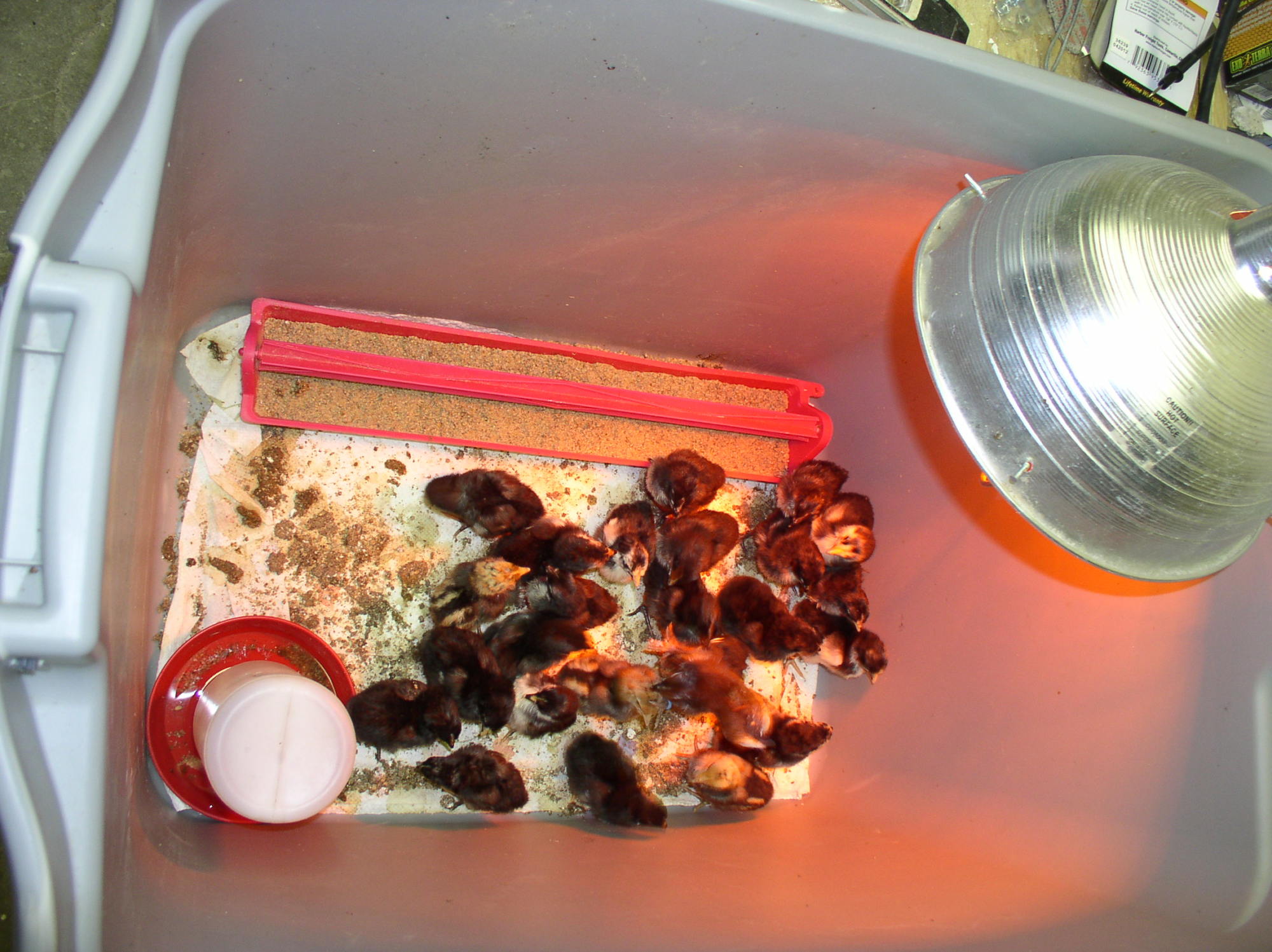 BackYard Chickens - Learn How to Raise Chickens