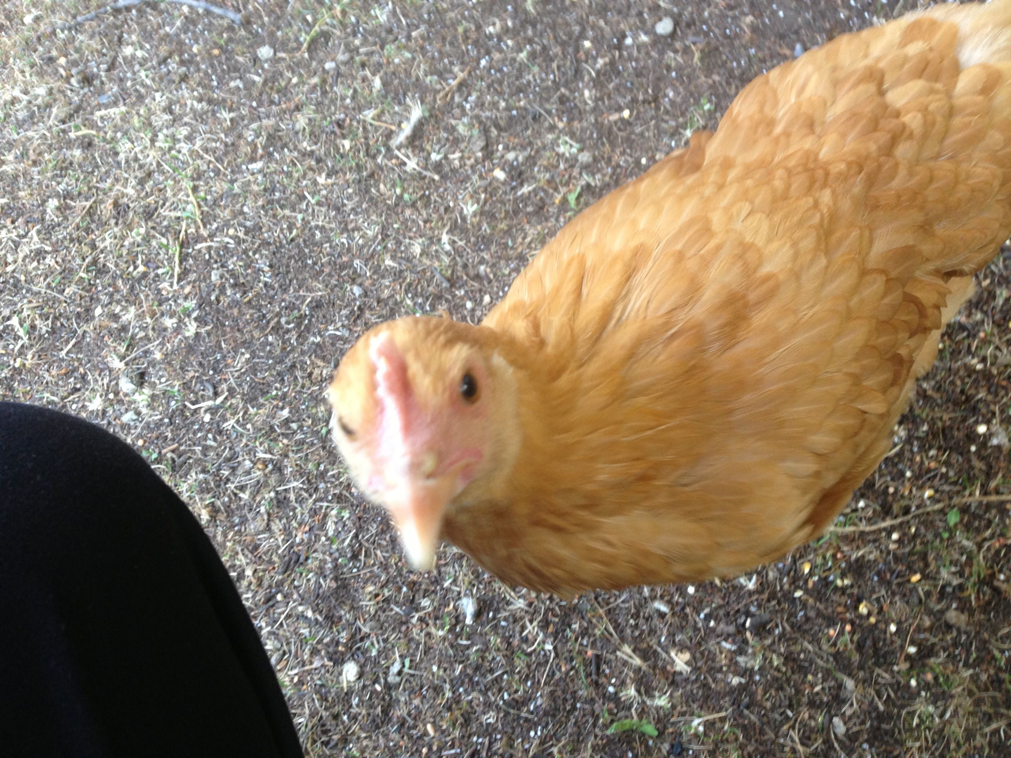 BackYard Chickens - Learn How to Raise Chickens