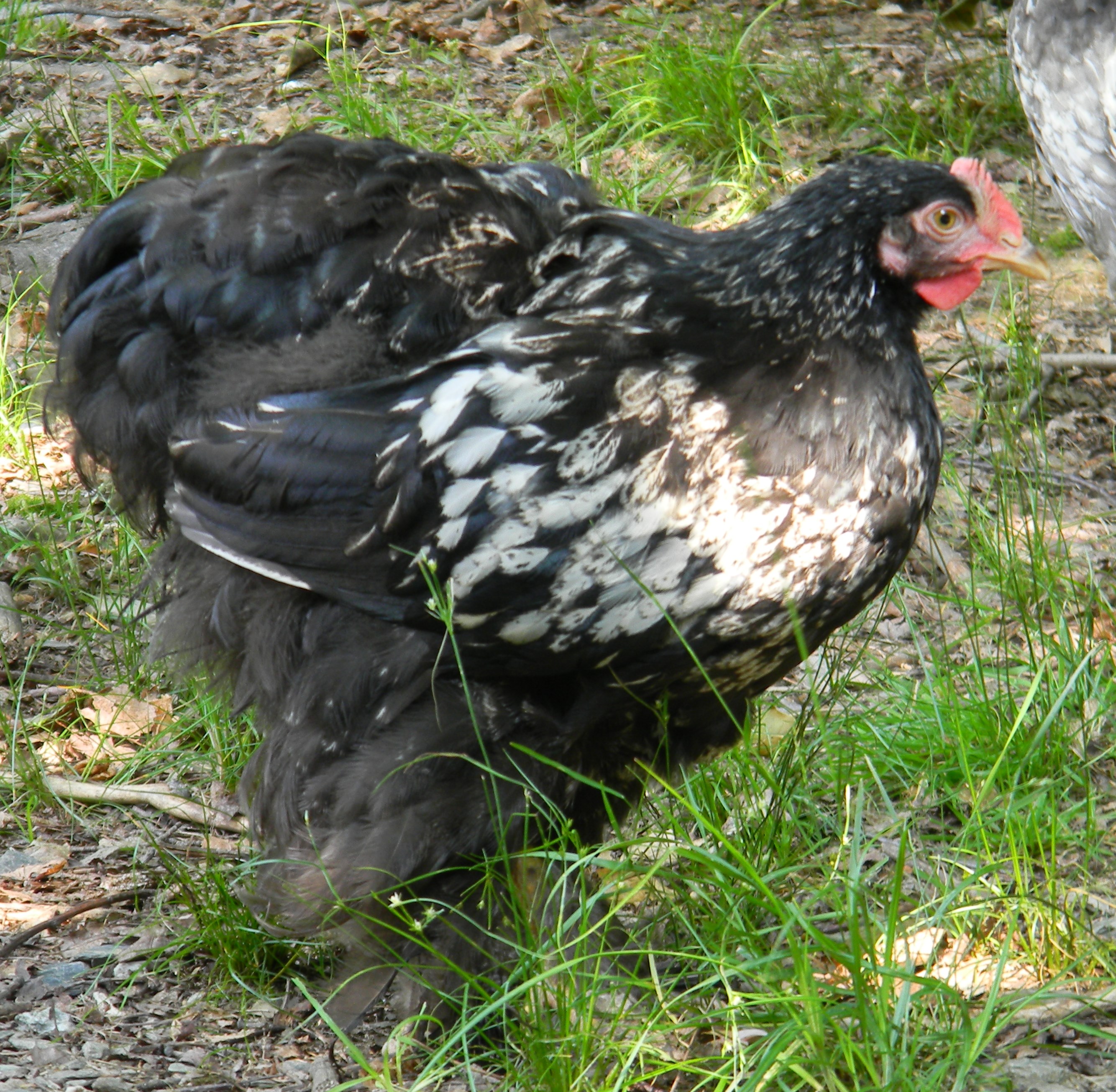 BackYard Chickens - Learn How to Raise Chickens