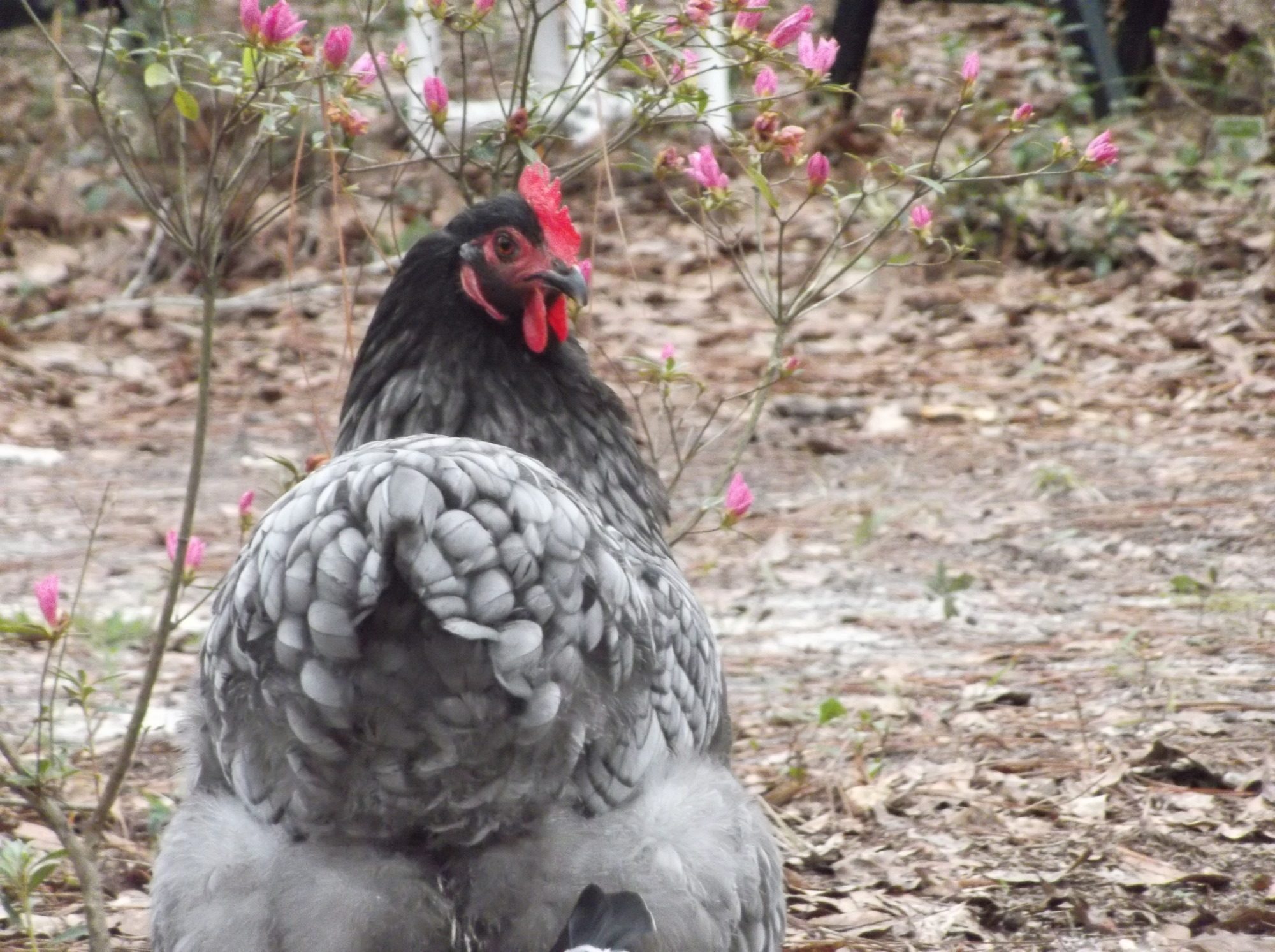 BackYard Chickens - Learn How to Raise Chickens
