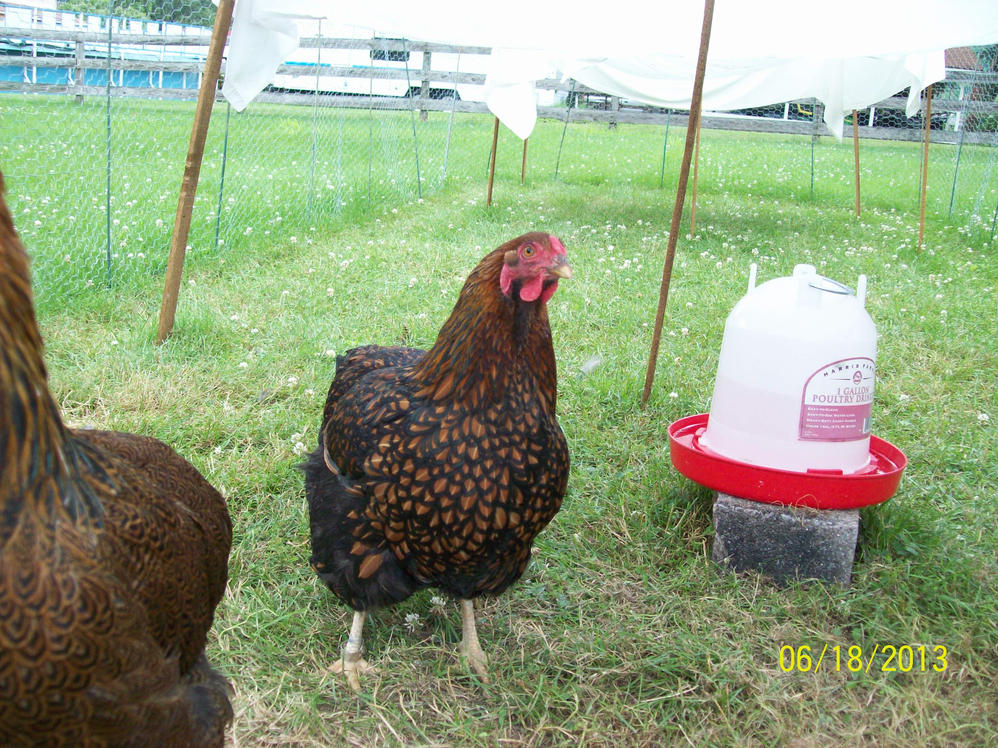 BackYard Chickens - Learn How to Raise Chickens