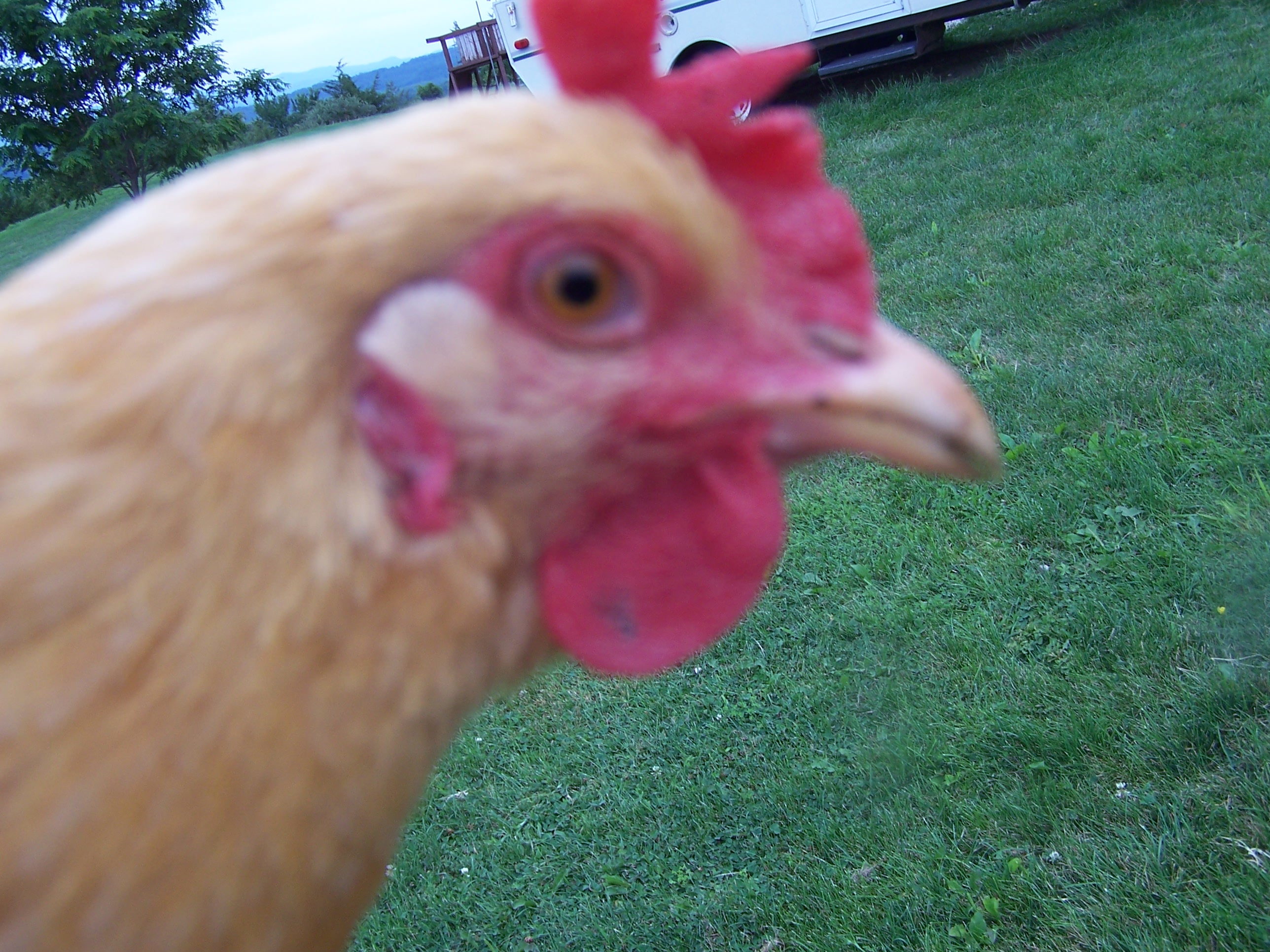 BackYard Chickens - Learn How to Raise Chickens
