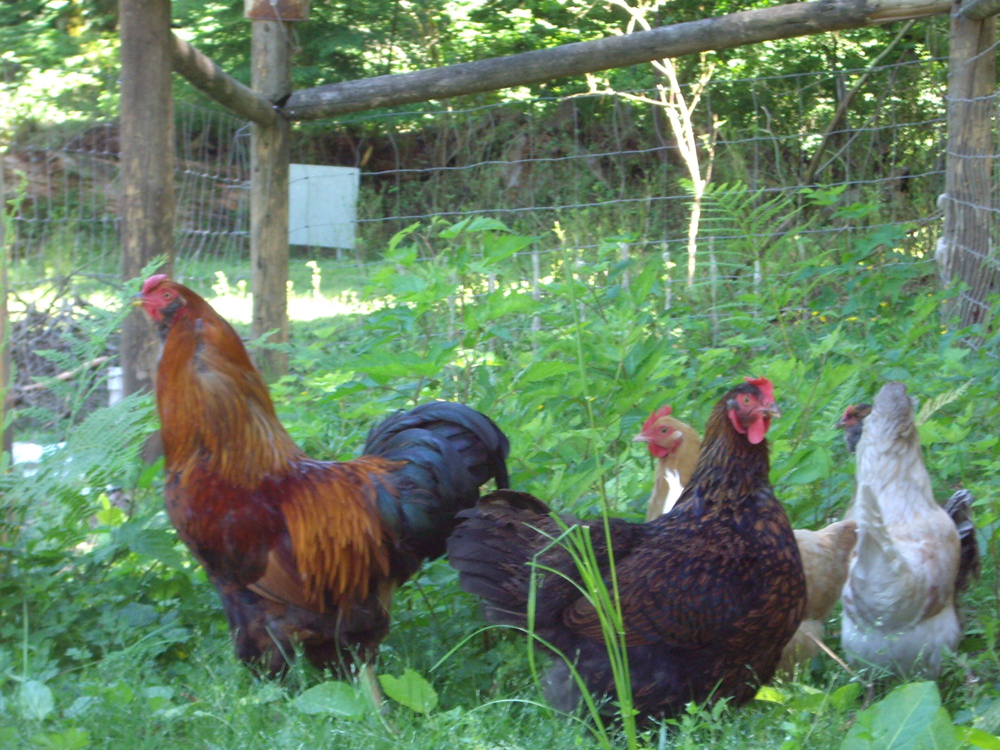BackYard Chickens - Learn How to Raise Chickens