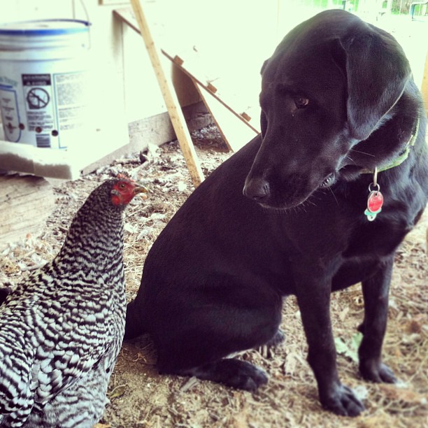 BackYard Chickens - Learn How to Raise Chickens