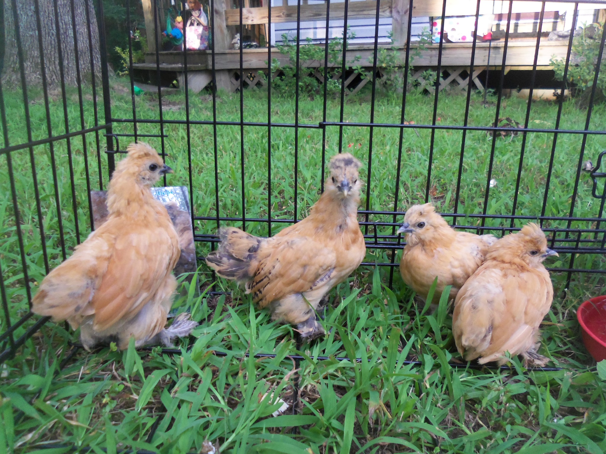 BackYard Chickens - Learn How to Raise Chickens