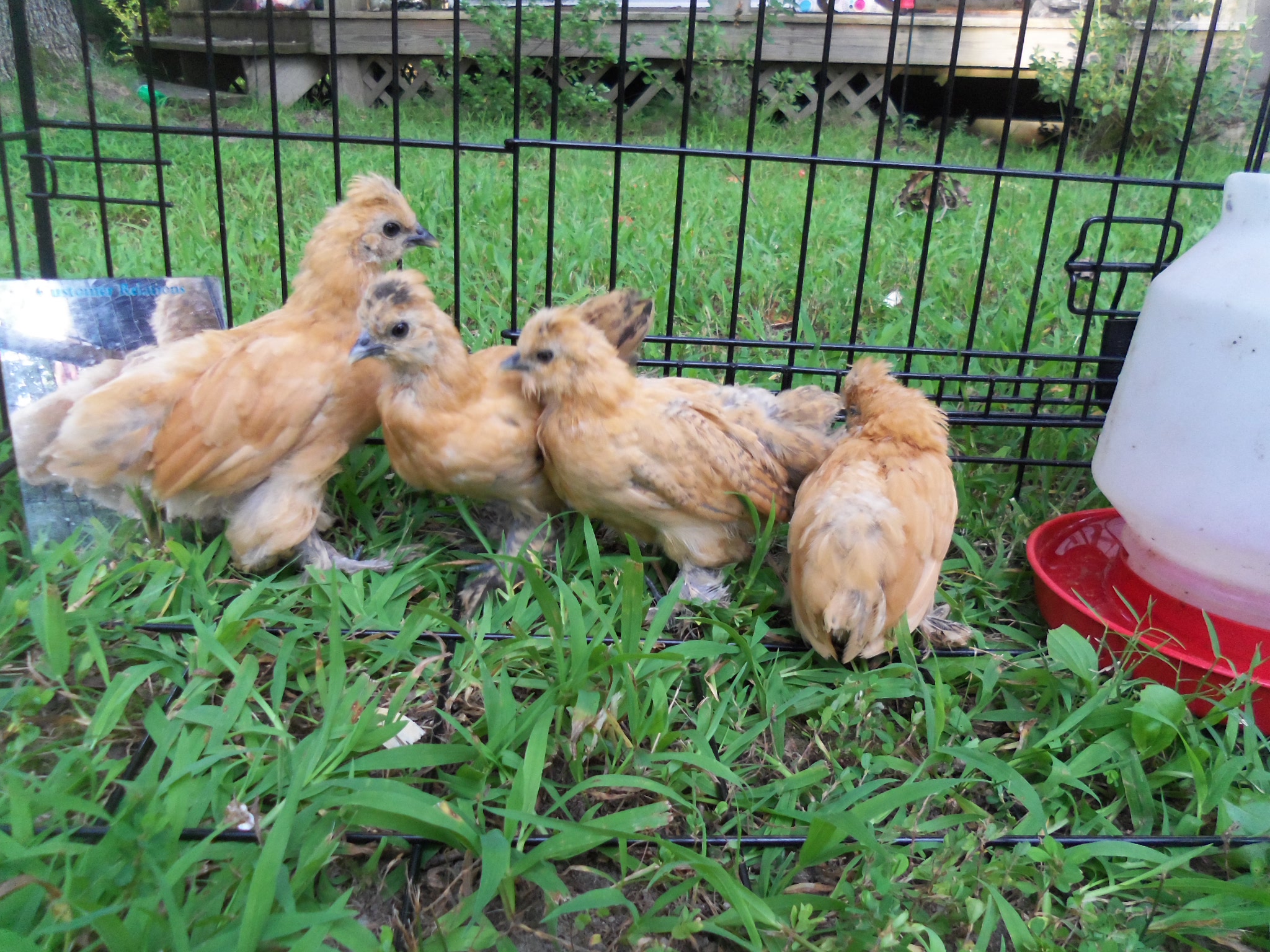 BackYard Chickens - Learn How to Raise Chickens