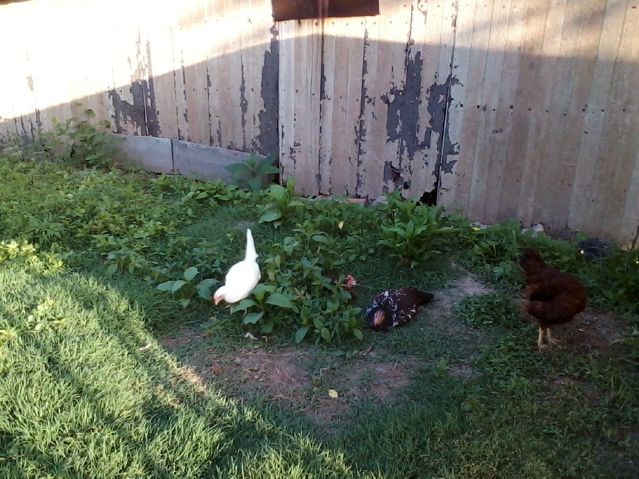 BackYard Chickens - Learn How to Raise Chickens