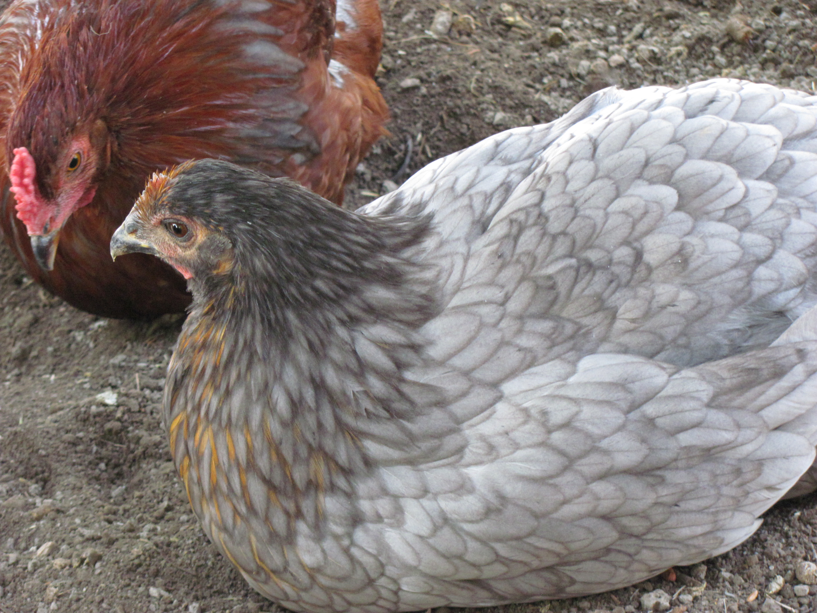 BackYard Chickens - Learn How to Raise Chickens