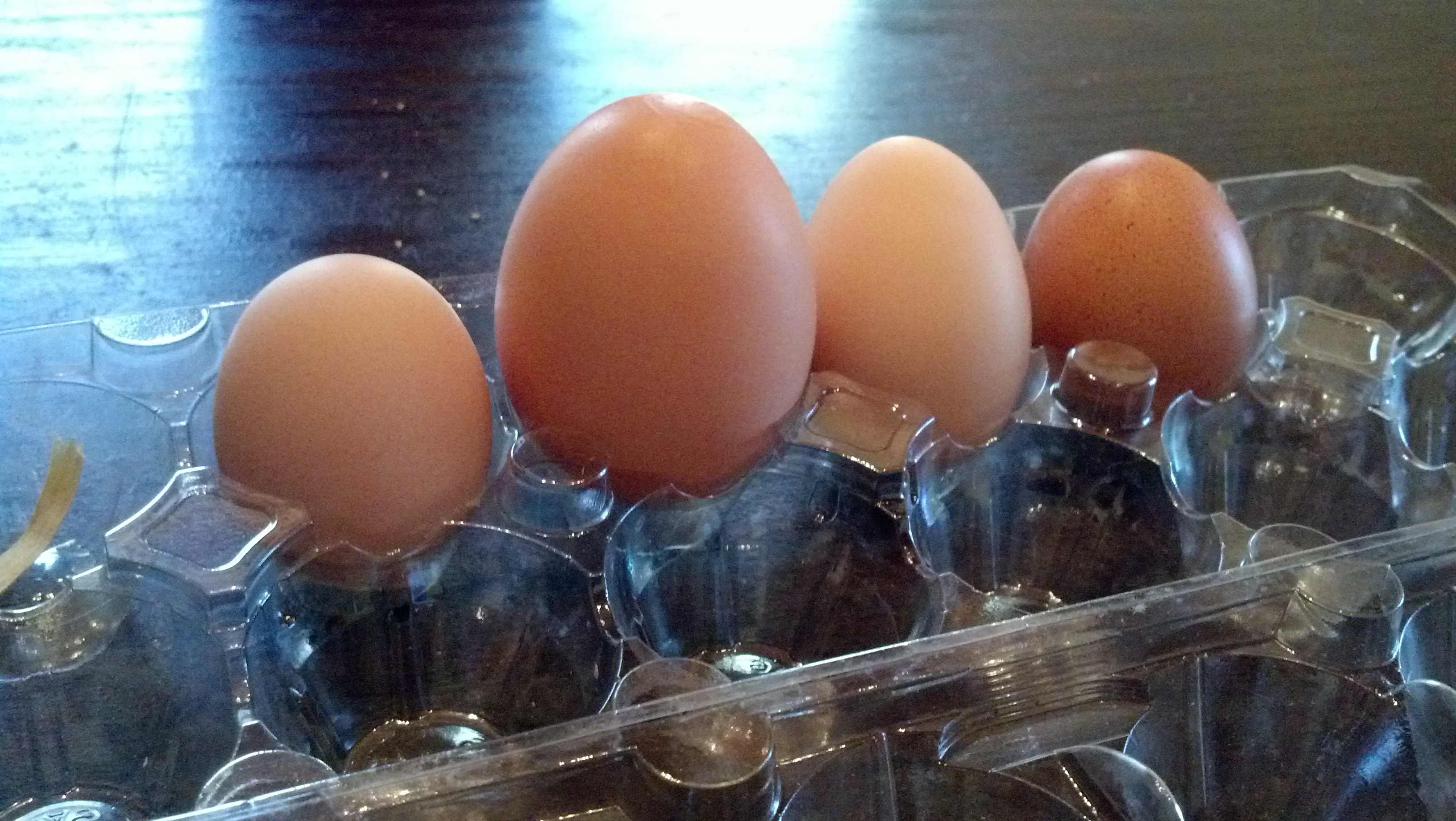 BackYard Chickens - Learn How to Raise Chickens