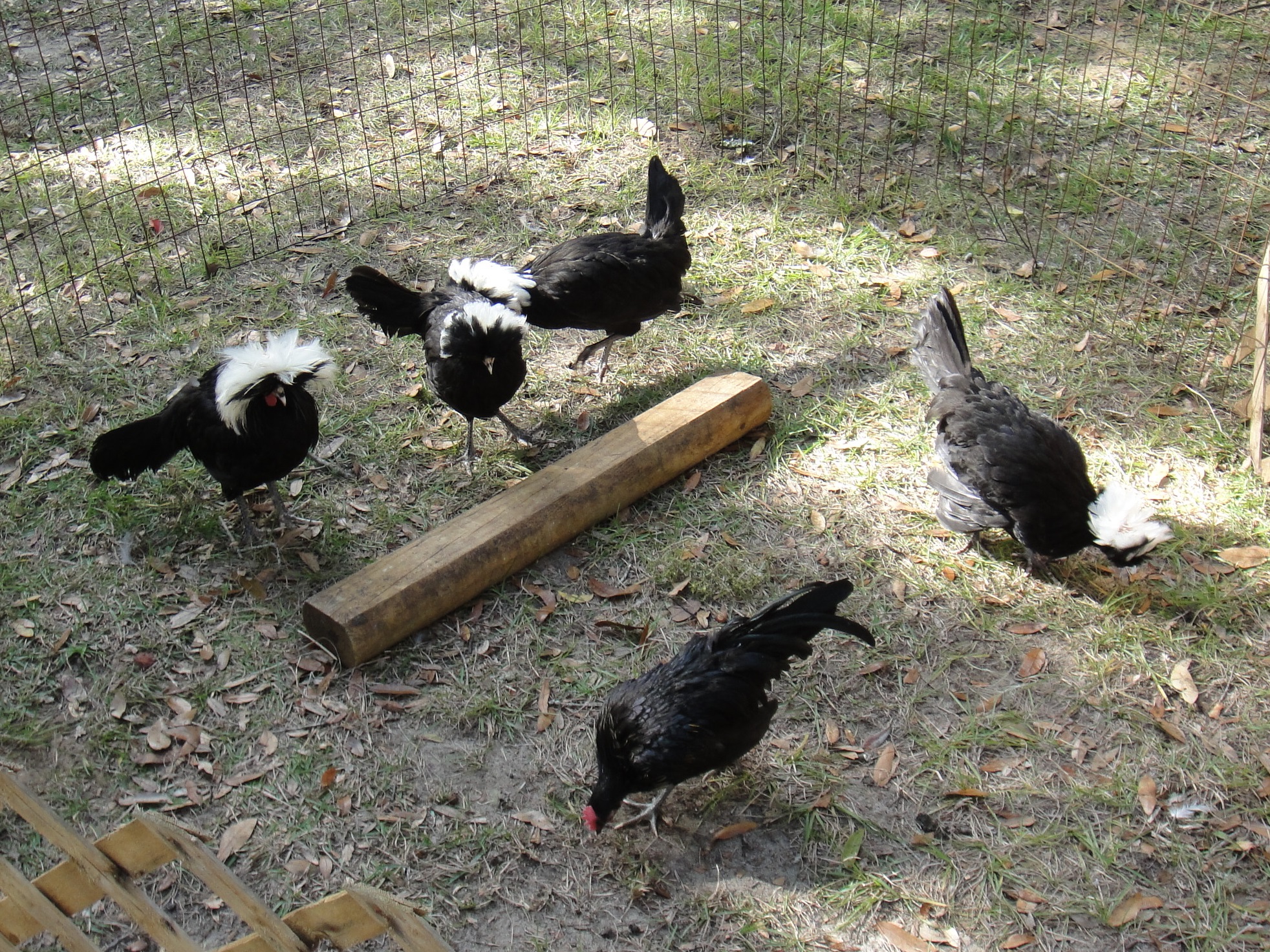 BackYard Chickens - Learn How to Raise Chickens