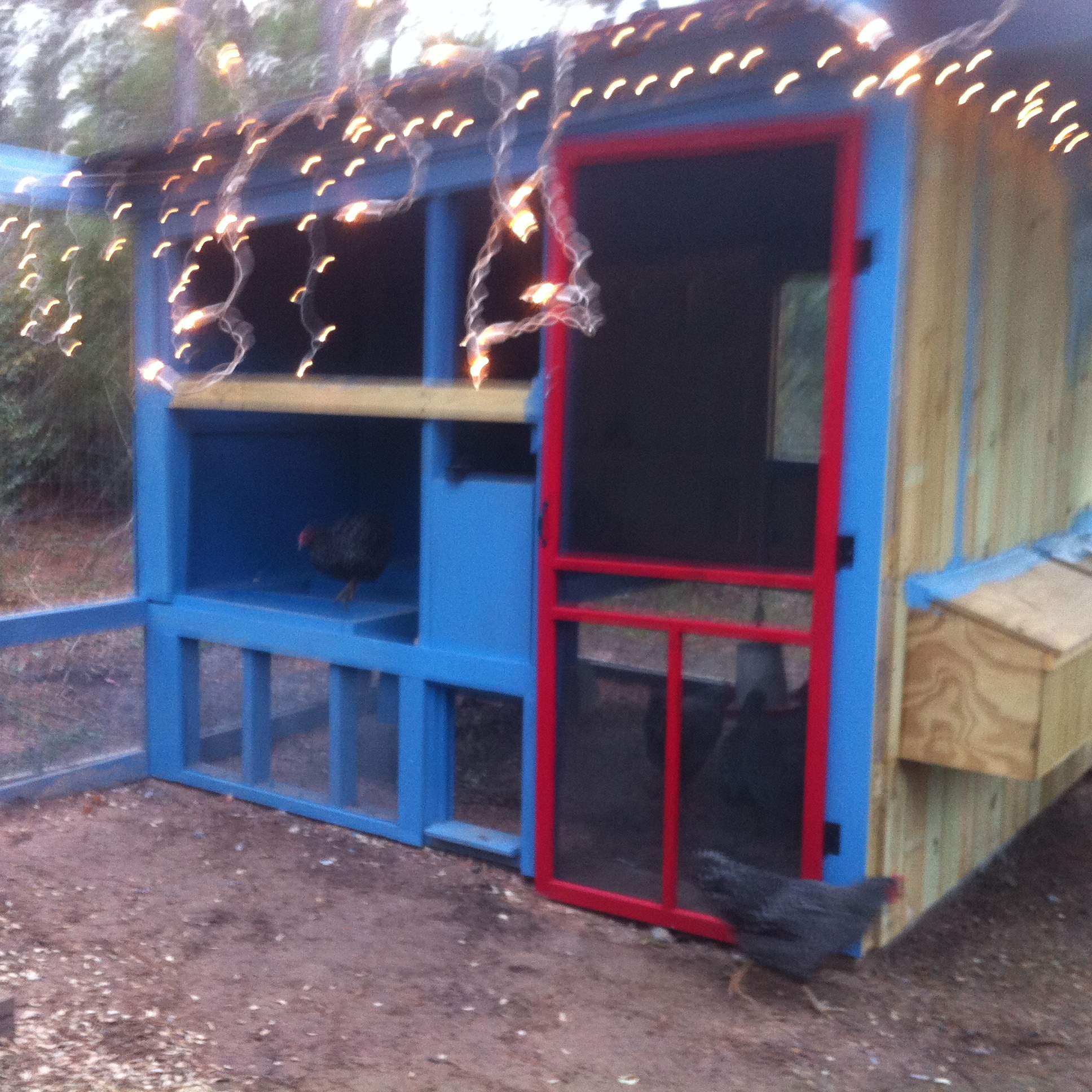 BackYard Chickens - Learn How to Raise Chickens