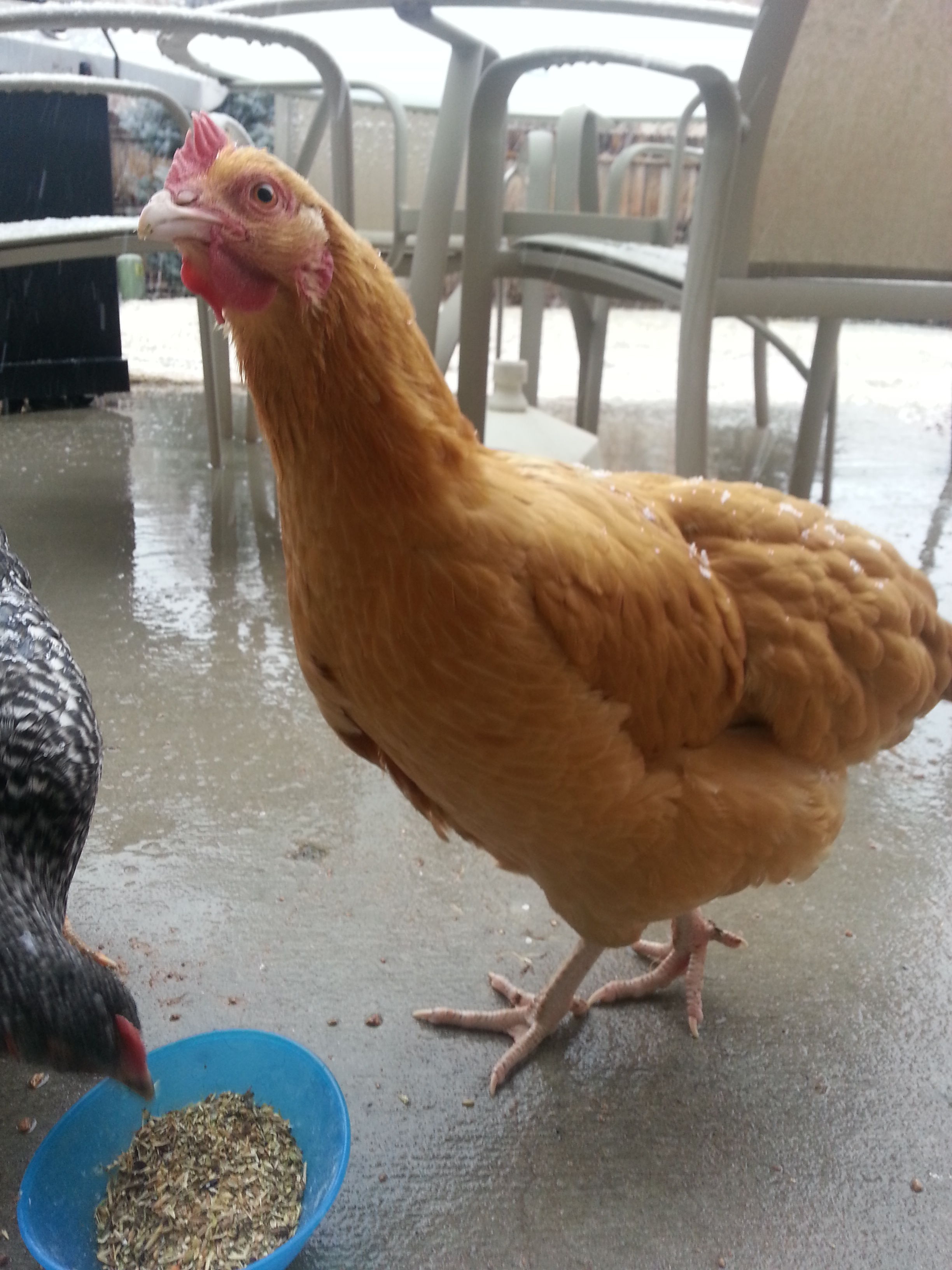 BackYard Chickens - Learn How to Raise Chickens