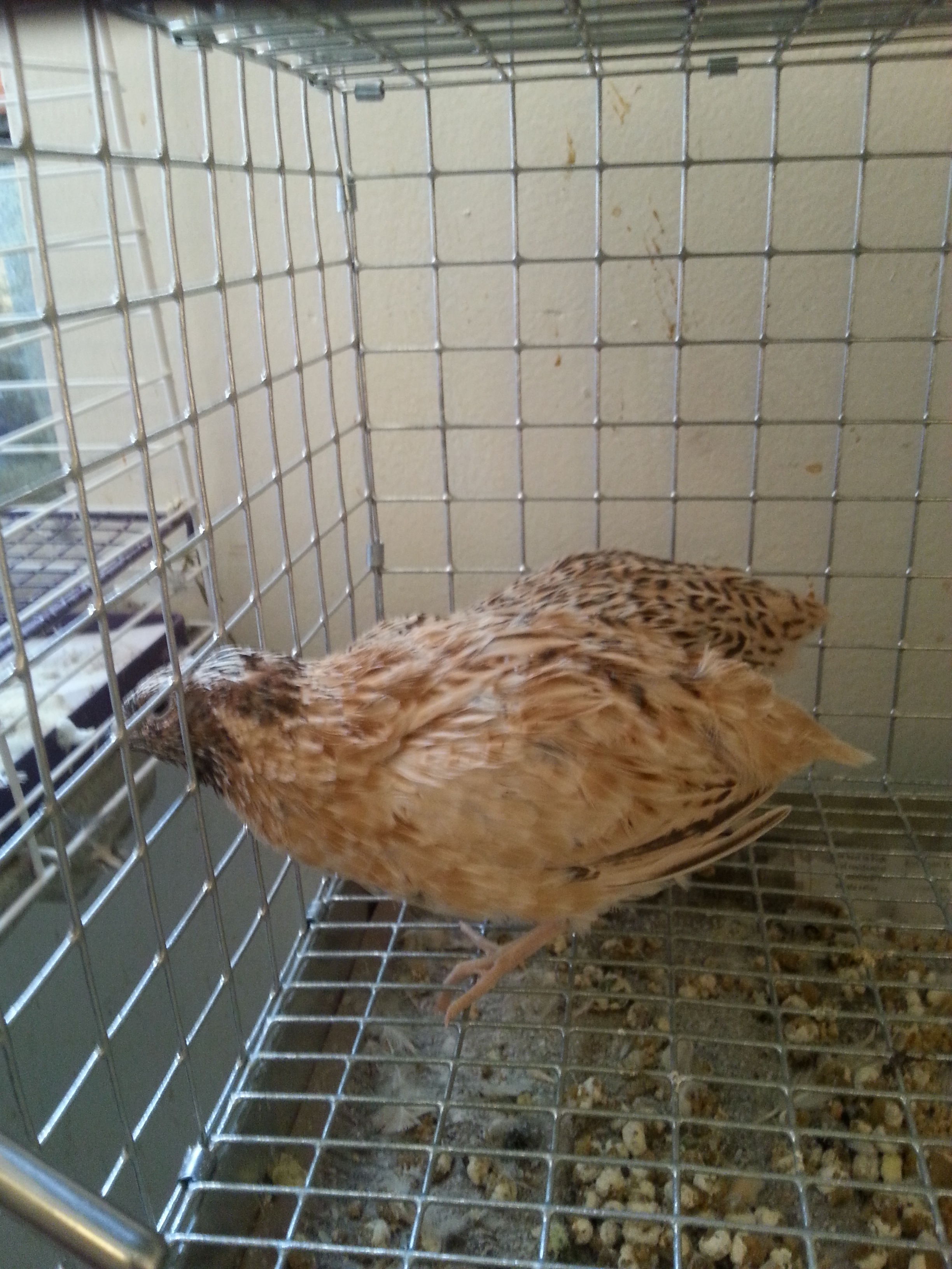 BackYard Chickens - Learn How to Raise Chickens