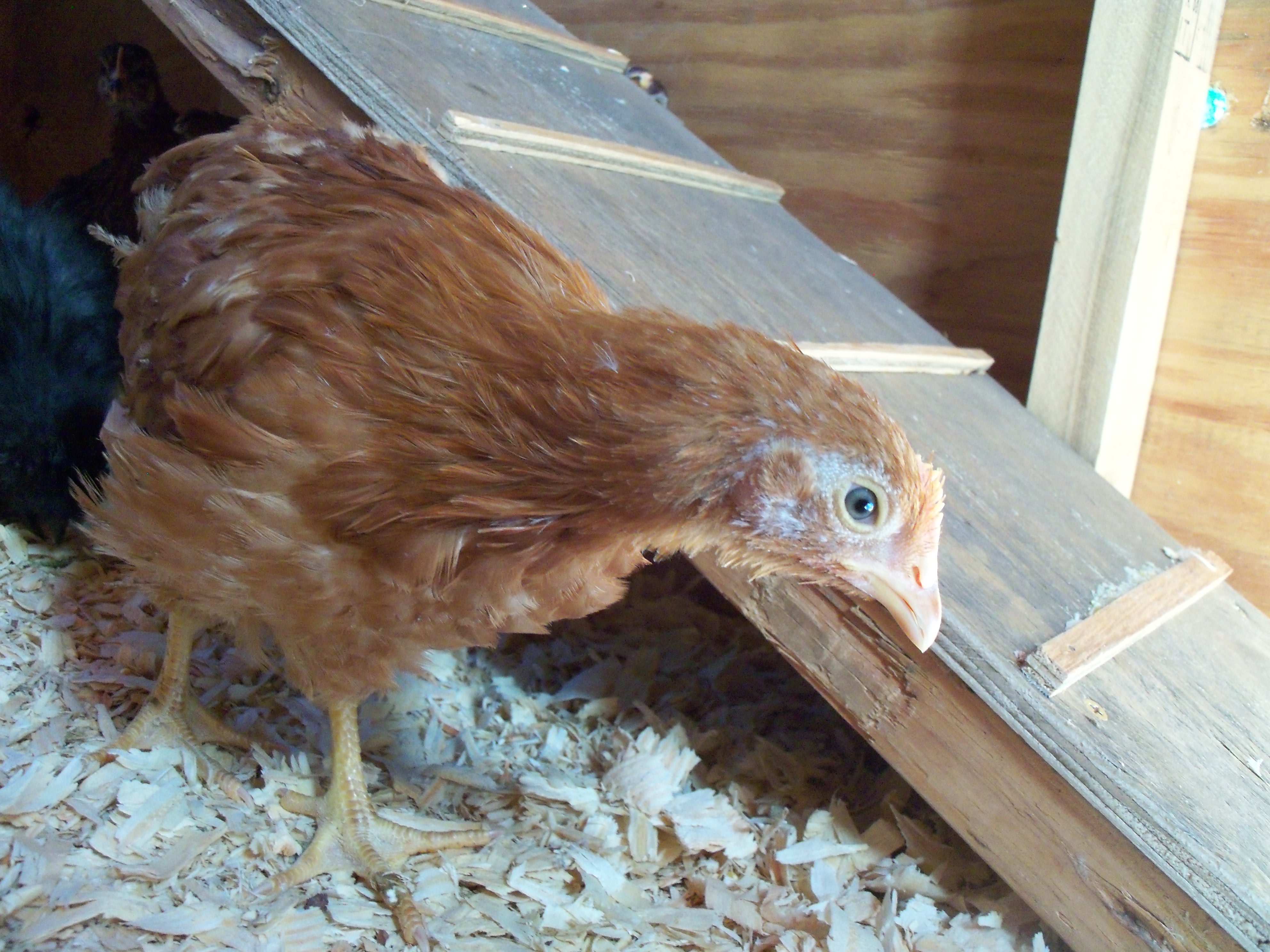 BackYard Chickens - Learn How to Raise Chickens