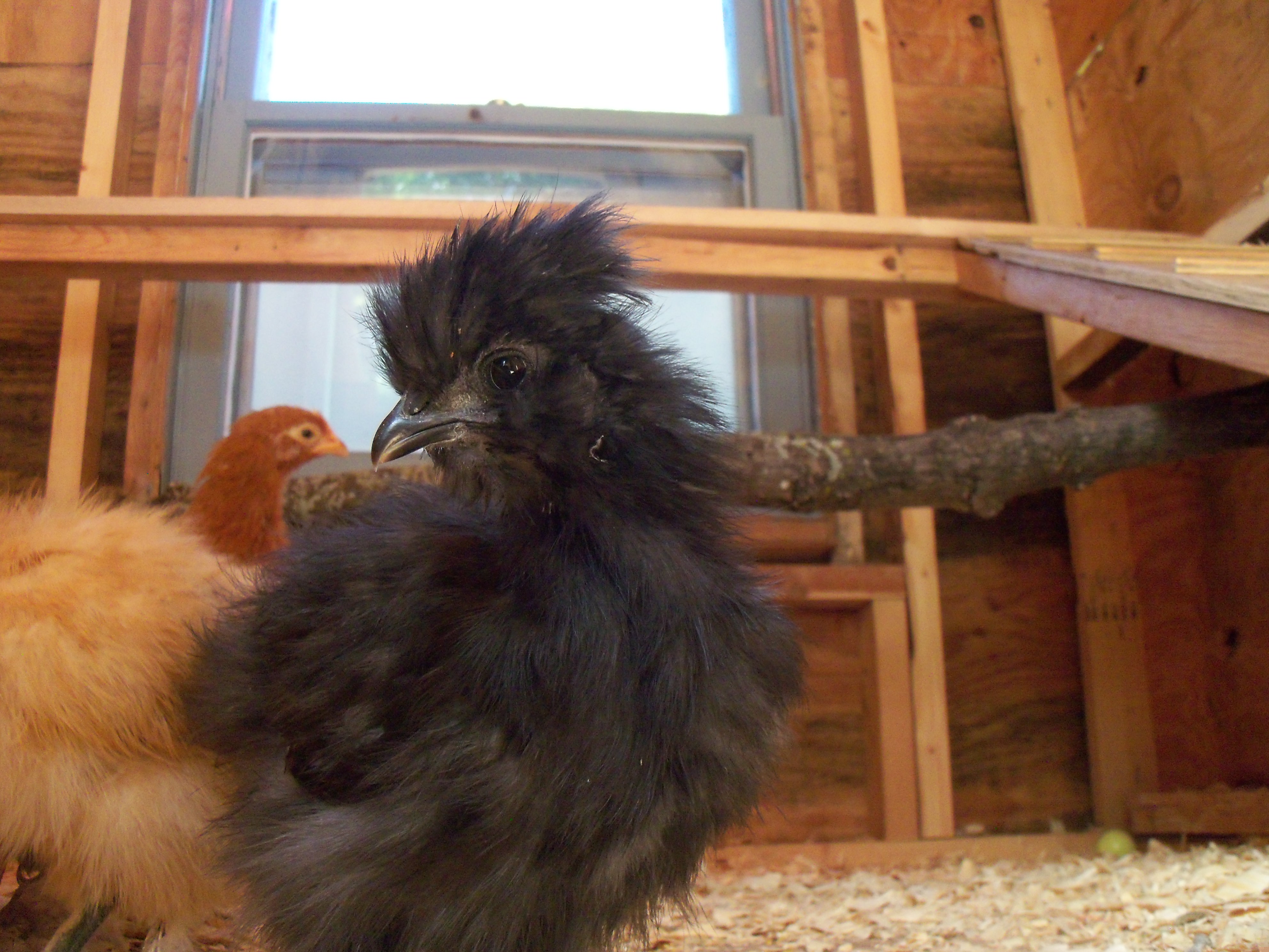 BackYard Chickens - Learn How to Raise Chickens