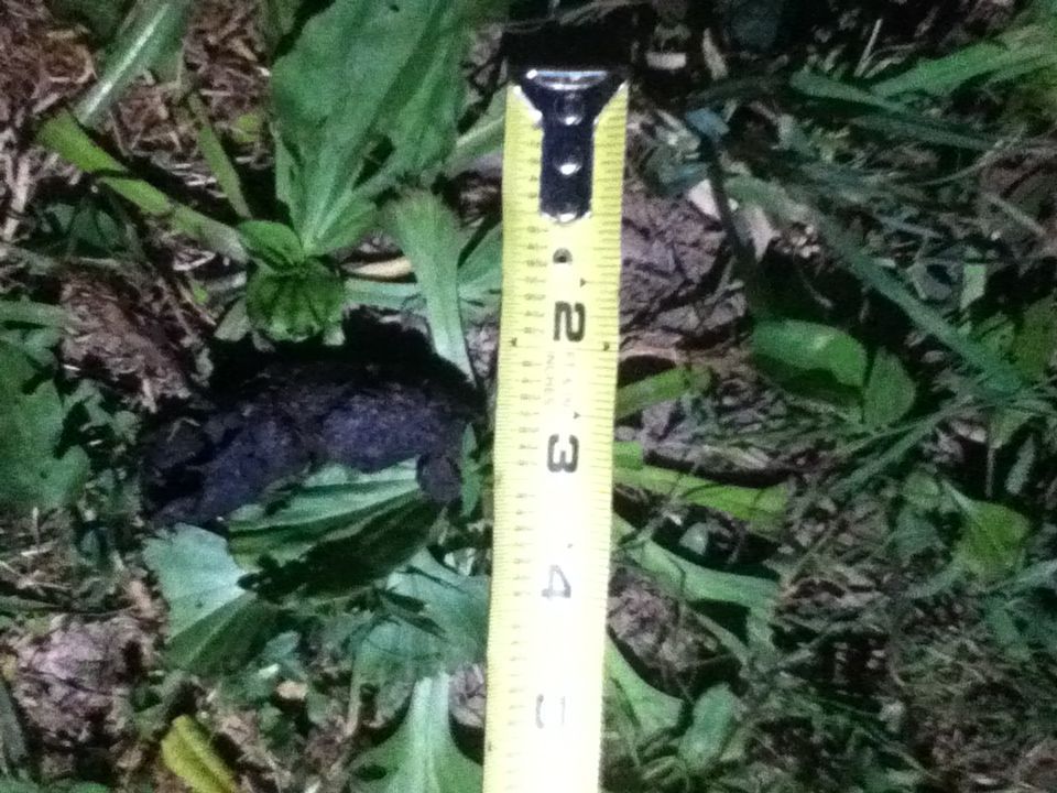 BackYard Chickens - Learn How to Raise Chickens