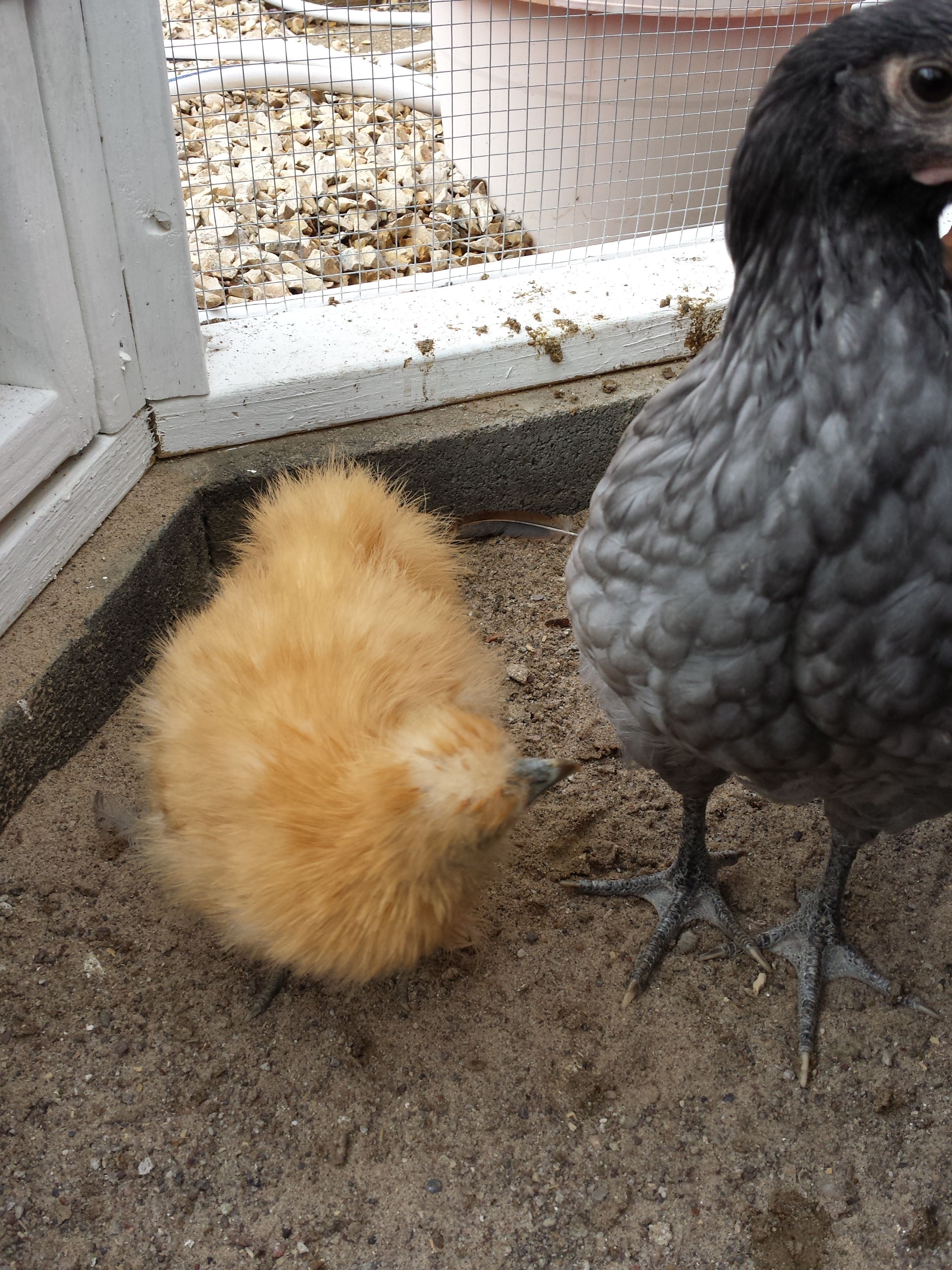 BackYard Chickens - Learn How to Raise Chickens