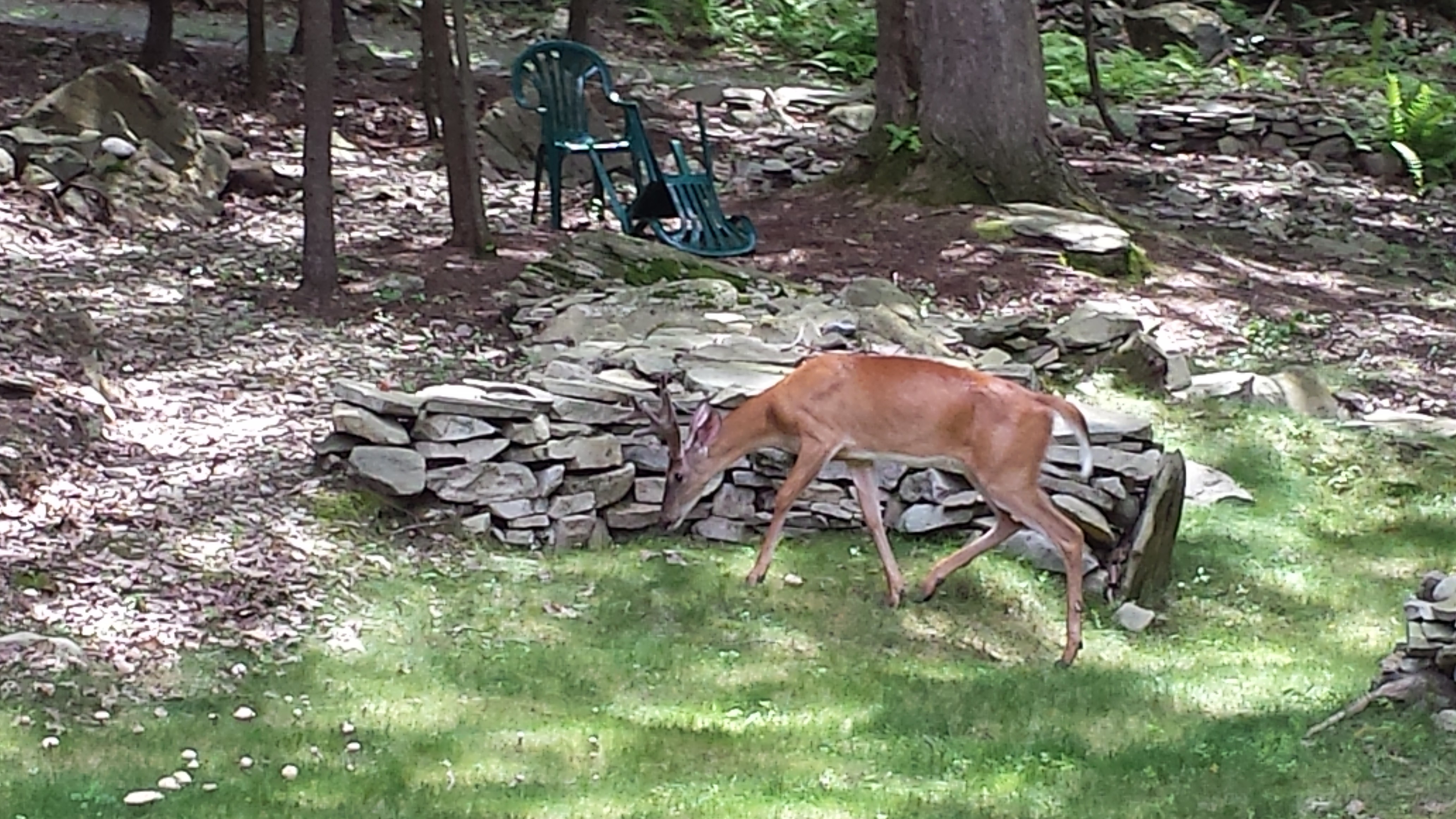 BackYard Chickens - Learn How to Raise Chickens