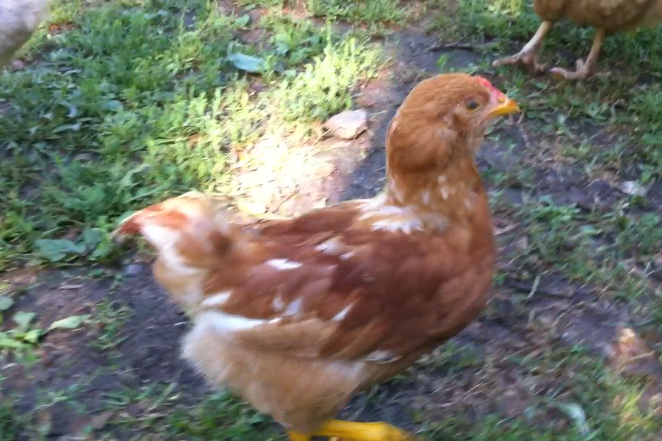 BackYard Chickens - Learn How to Raise Chickens