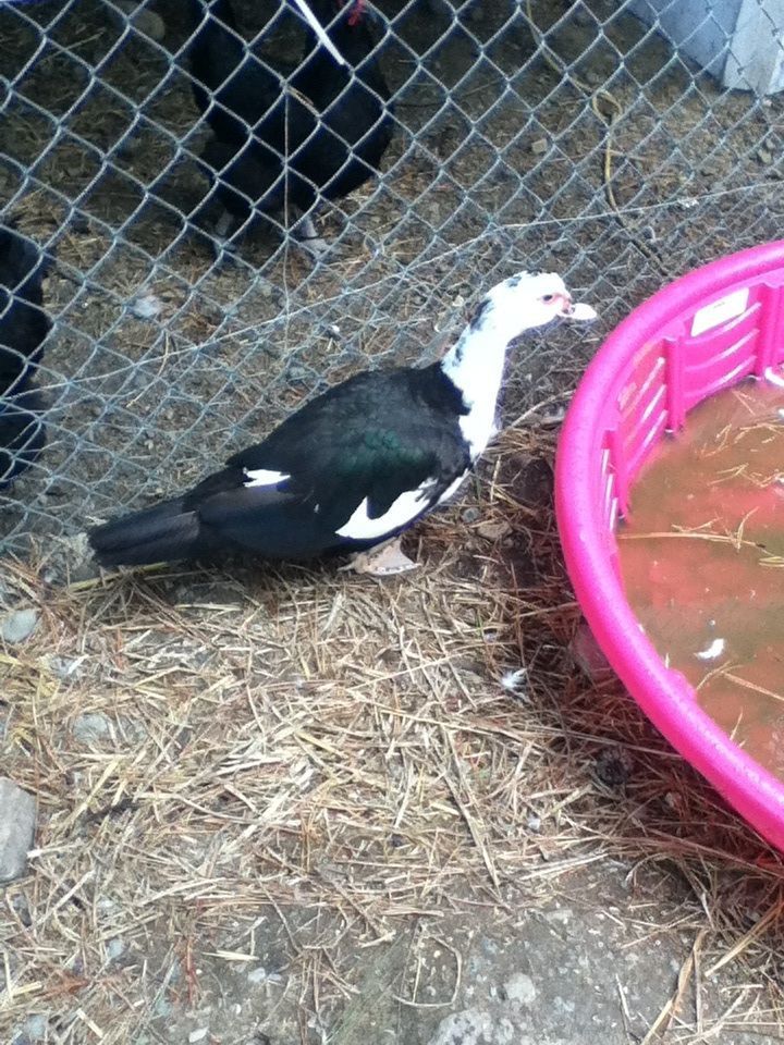 BackYard Chickens - Learn How to Raise Chickens