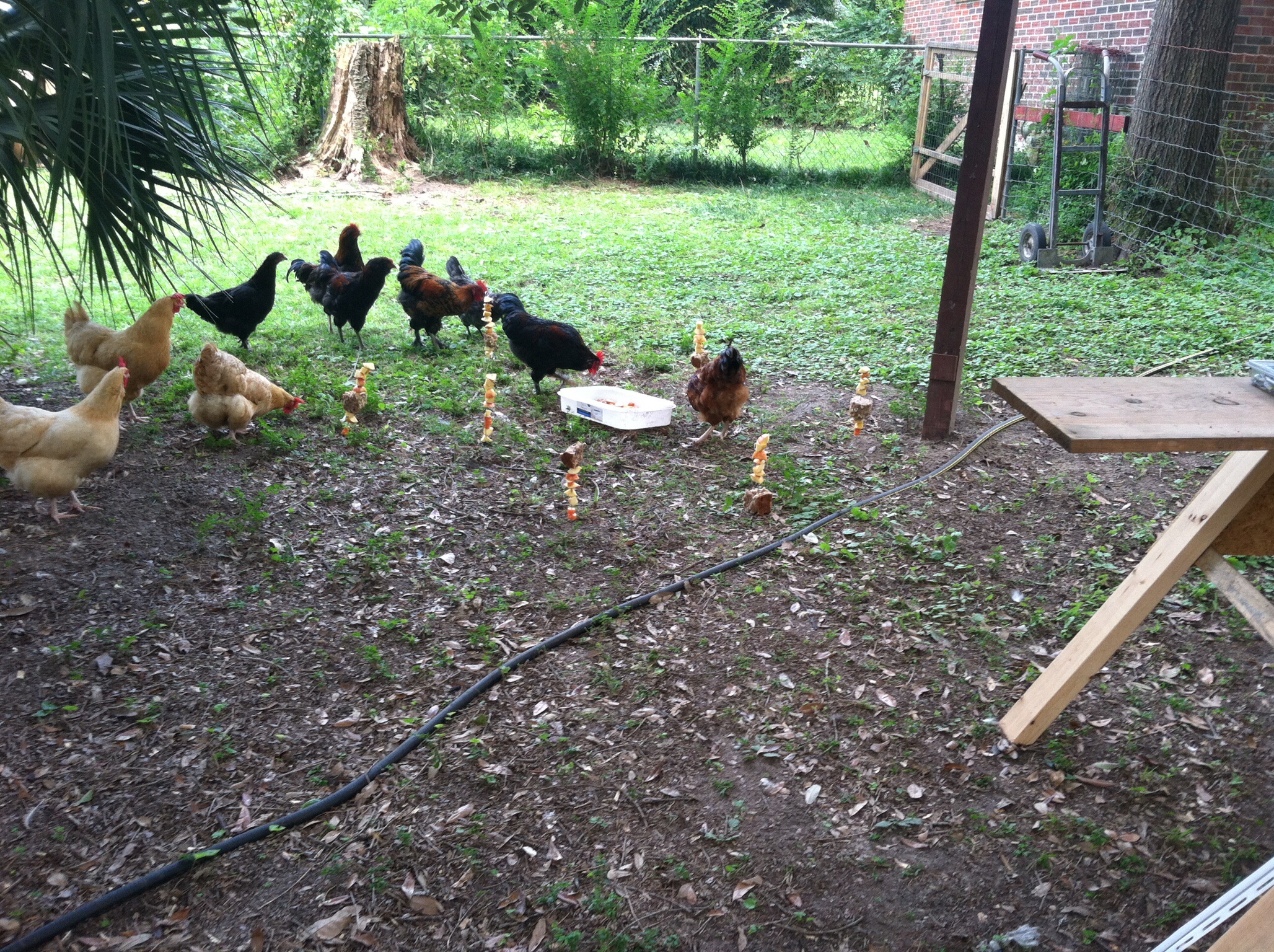 BackYard Chickens - Learn How to Raise Chickens