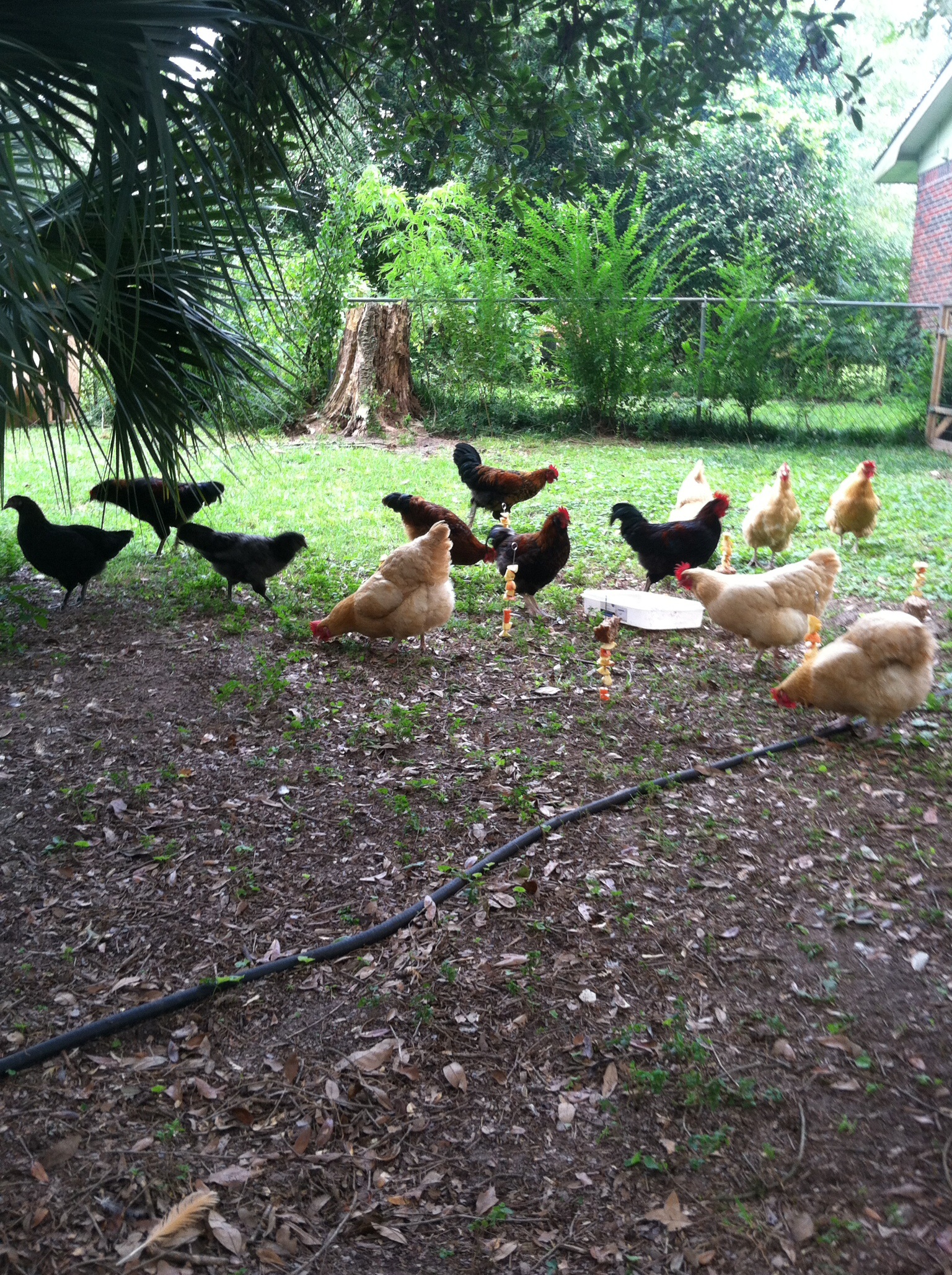 BackYard Chickens - Learn How to Raise Chickens