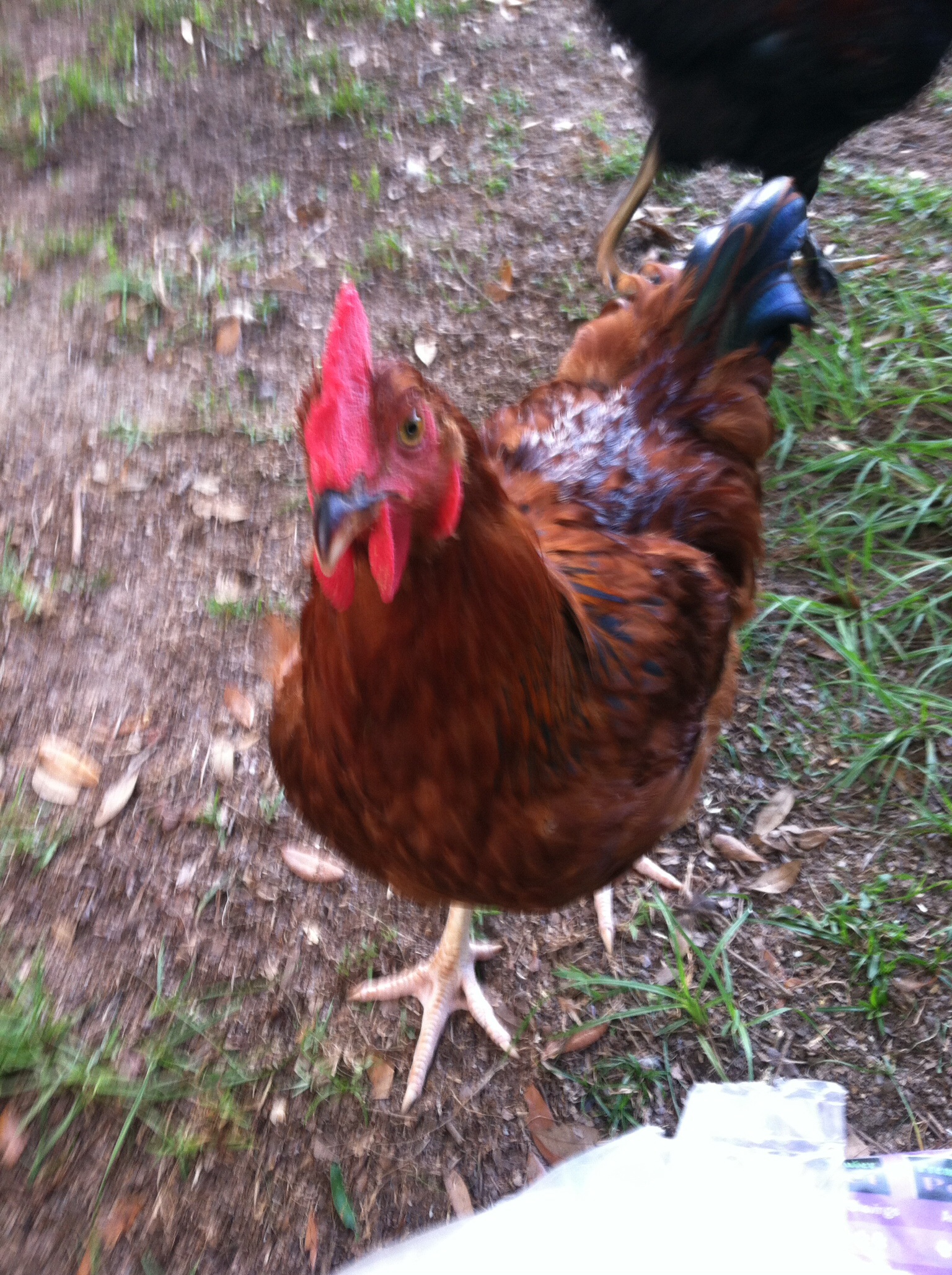 BackYard Chickens - Learn How to Raise Chickens