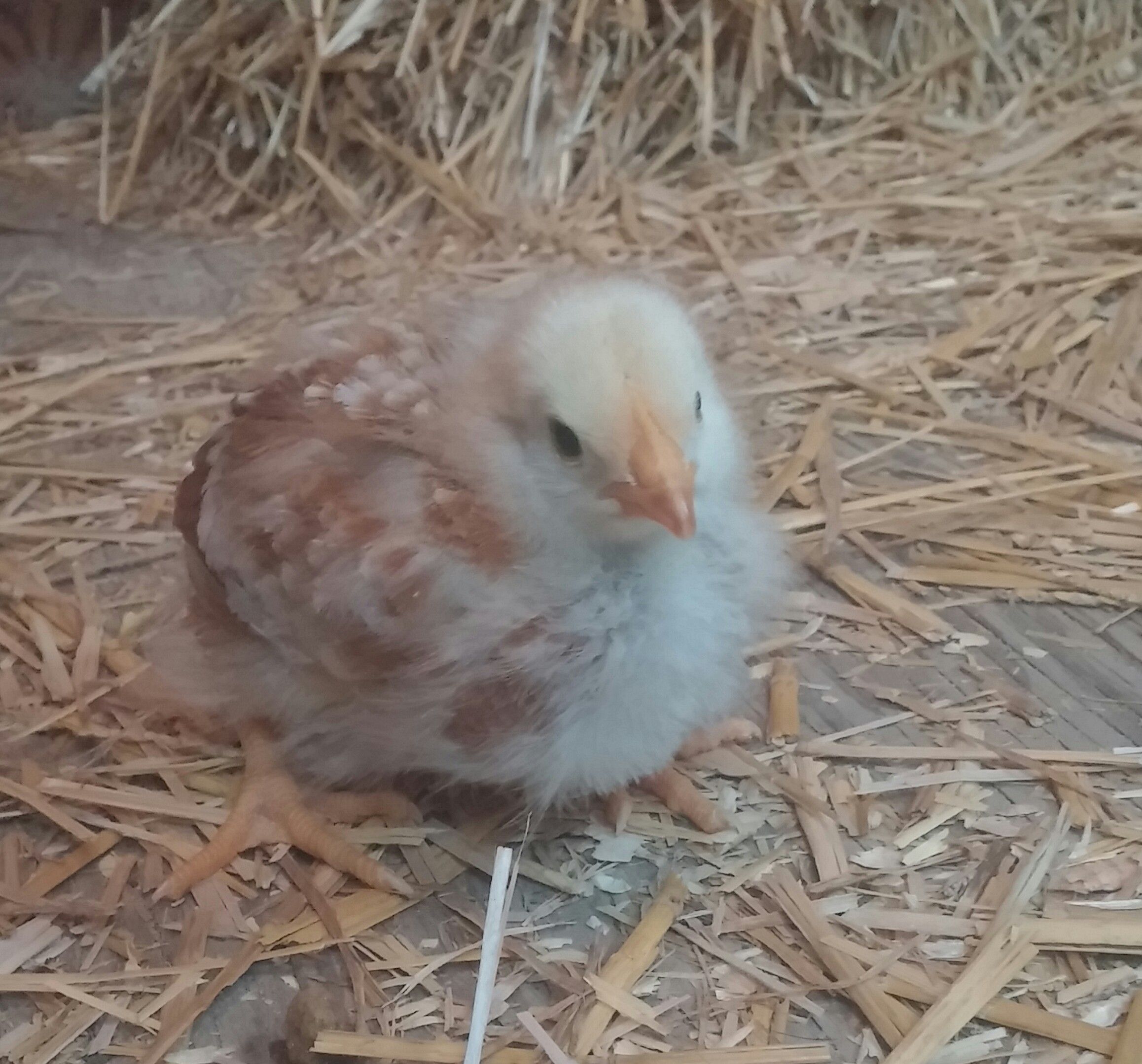 BackYard Chickens - Learn How to Raise Chickens