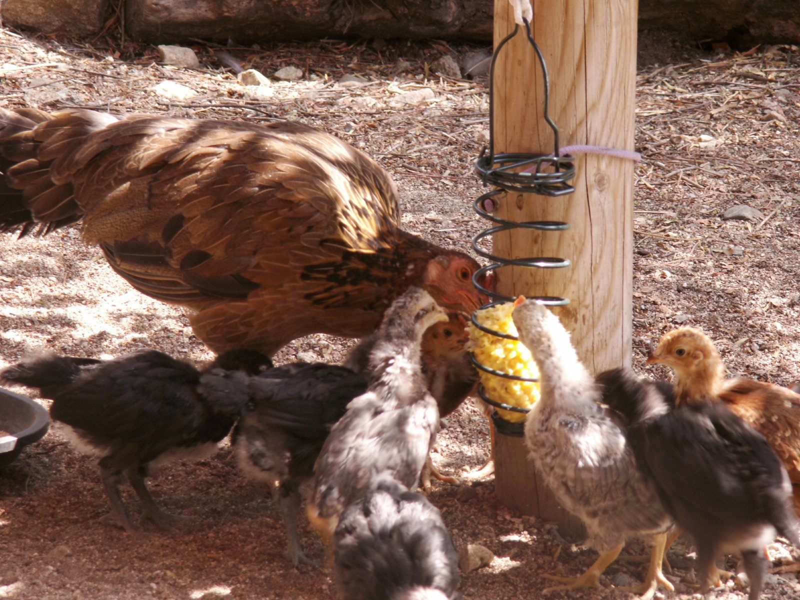 69.jpg | BackYard Chickens - Learn How to Raise Chickens