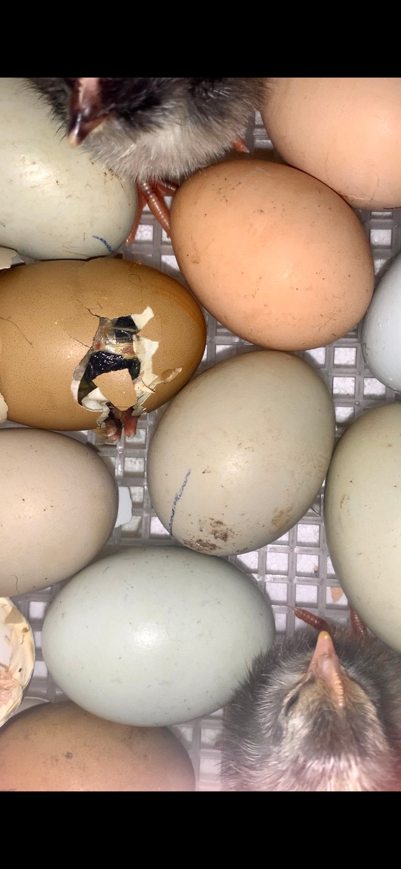 69.jpg | BackYard Chickens - Learn How to Raise Chickens