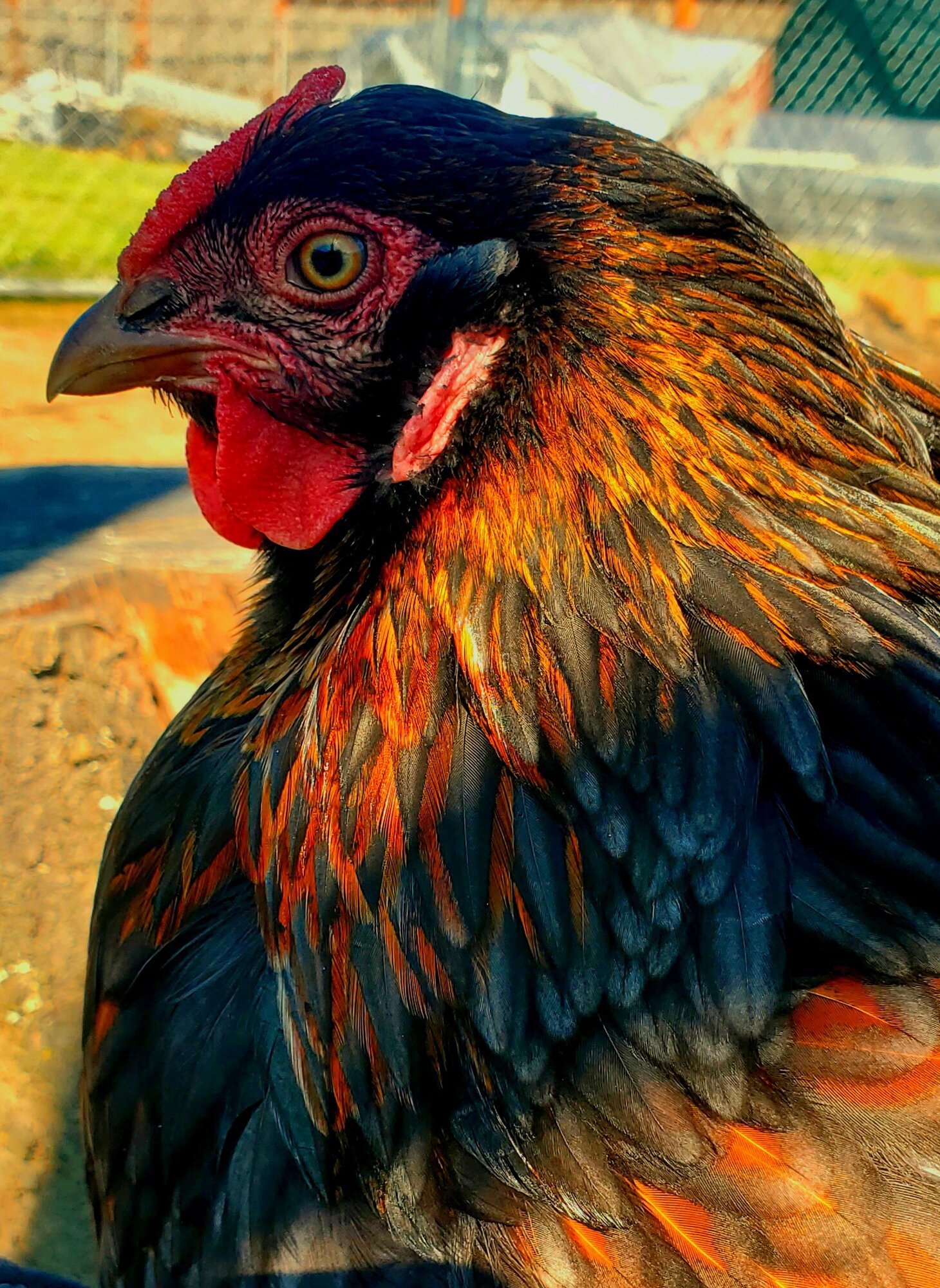 69.jpg | BackYard Chickens - Learn How to Raise Chickens