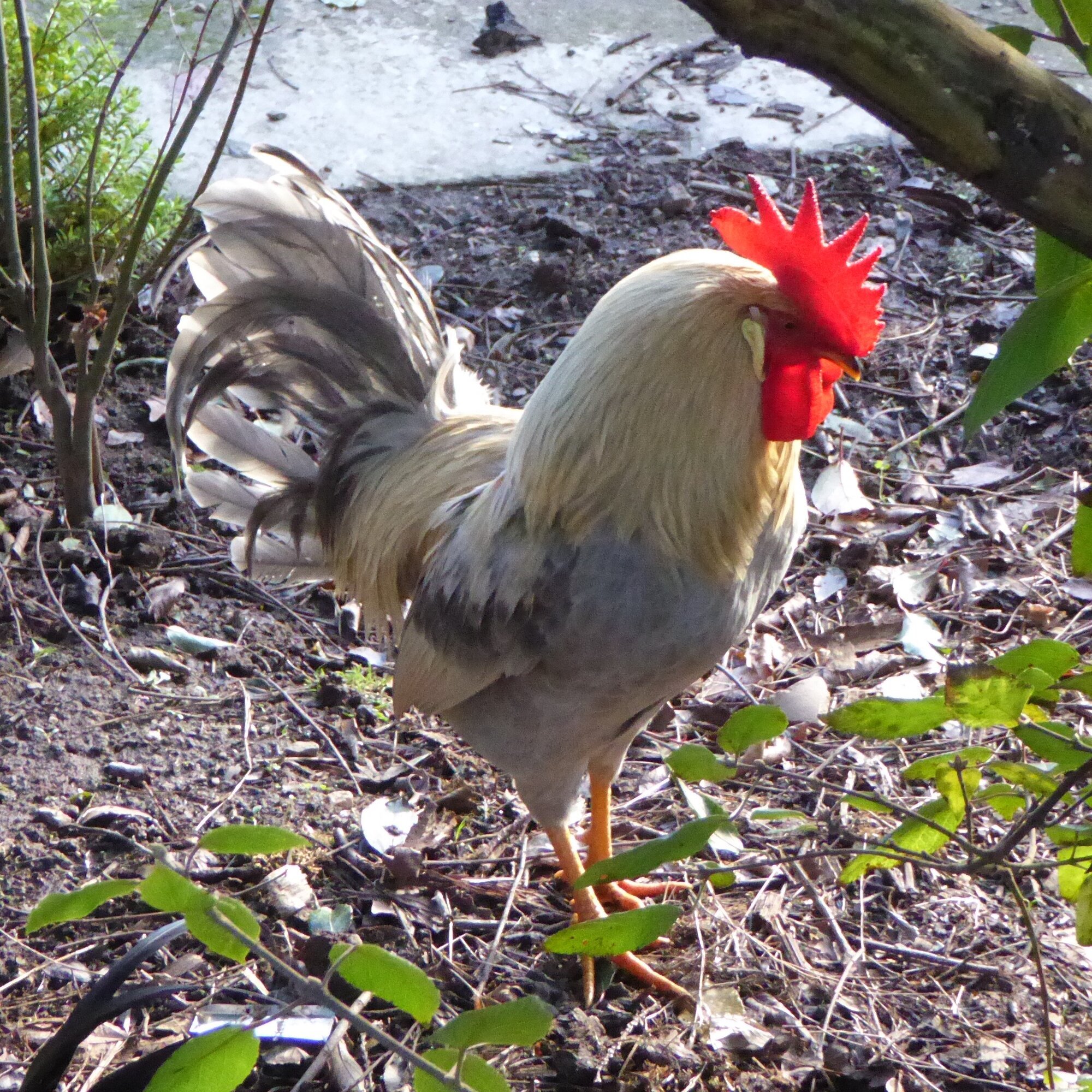 69.jpg | BackYard Chickens - Learn How to Raise Chickens