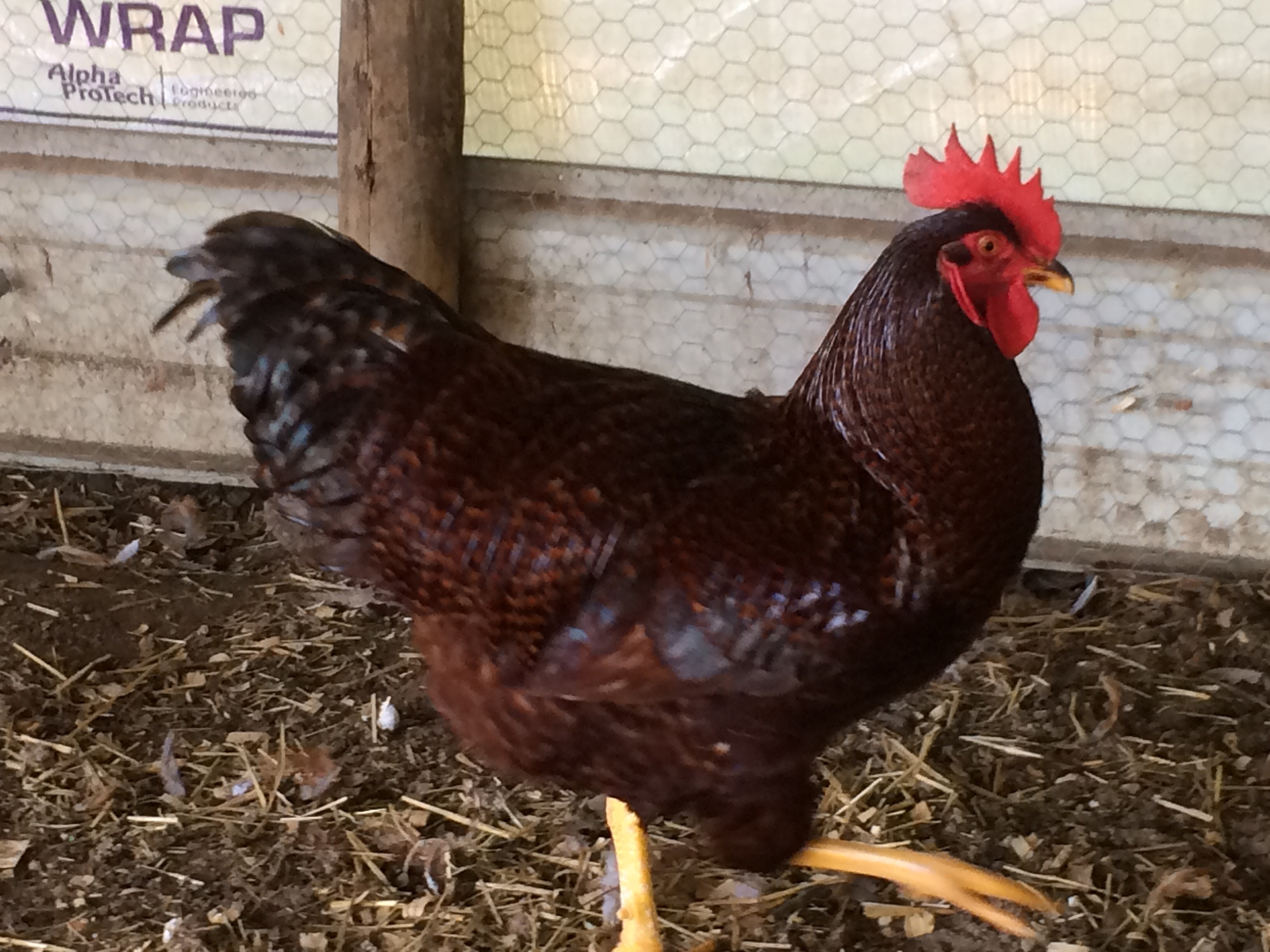 BackYard Chickens - Learn How to Raise Chickens
