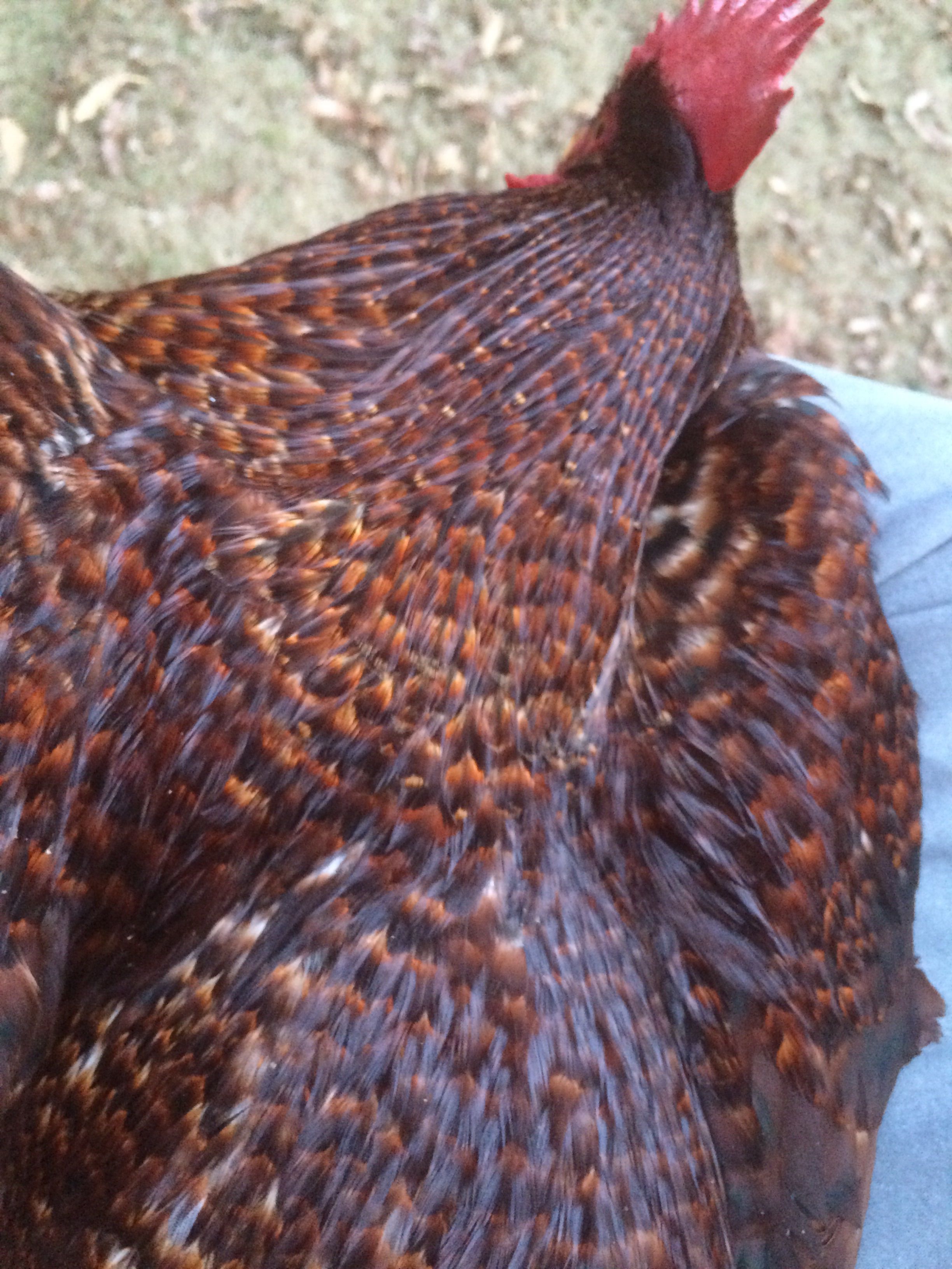BackYard Chickens - Learn How to Raise Chickens