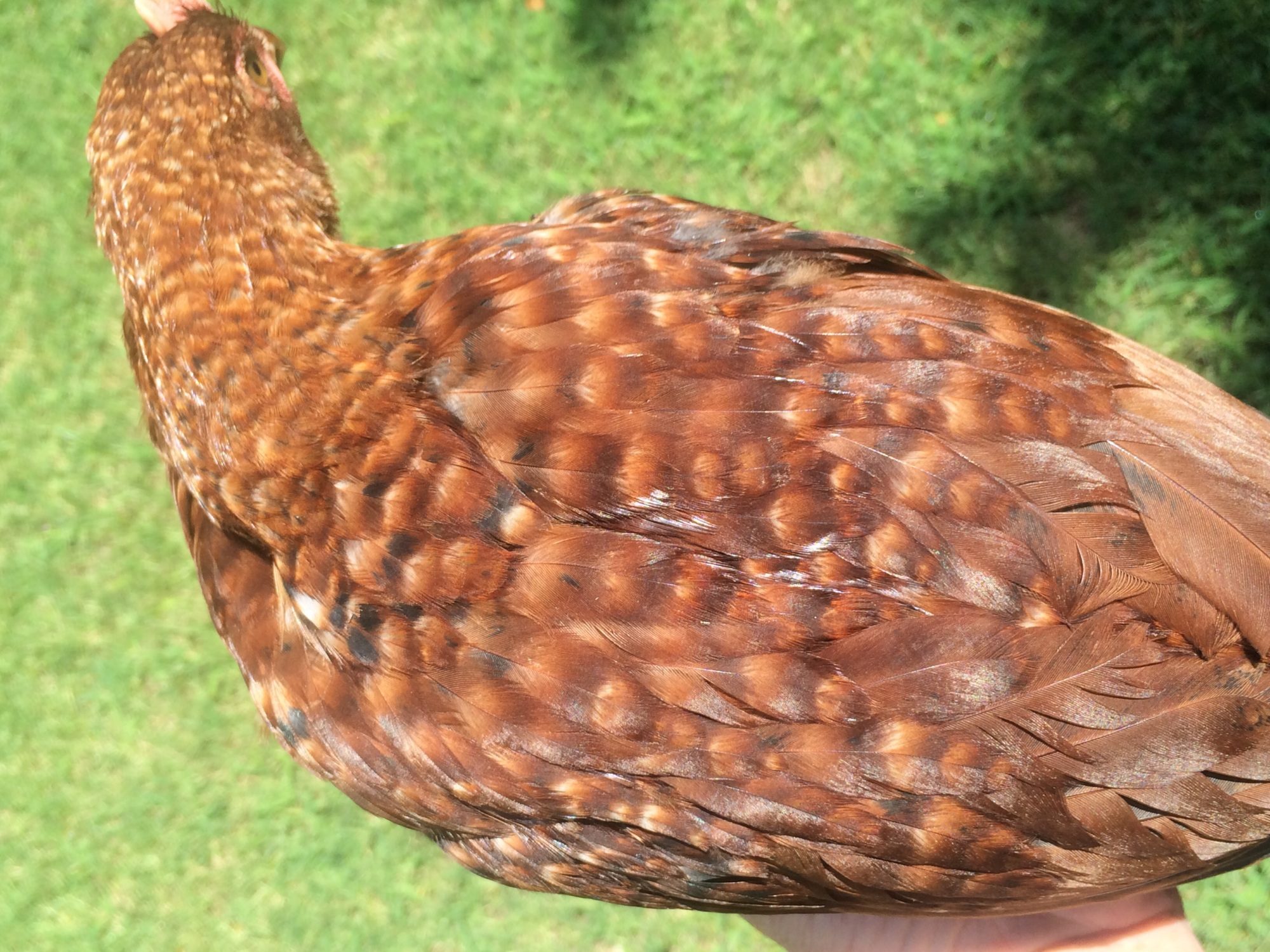 BackYard Chickens - Learn How to Raise Chickens