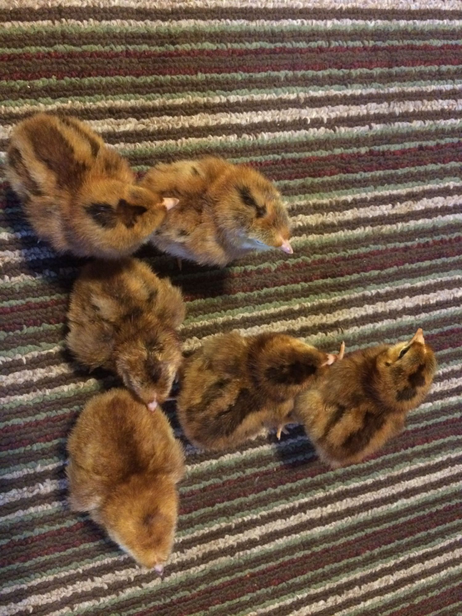 BackYard Chickens - Learn How to Raise Chickens