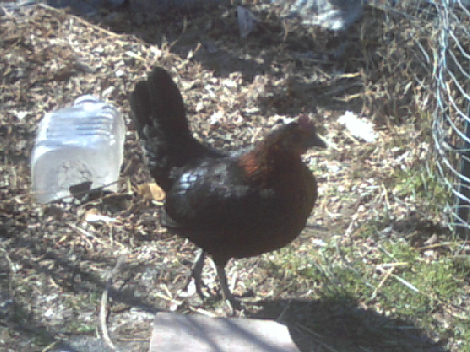 BackYard Chickens - Learn How to Raise Chickens