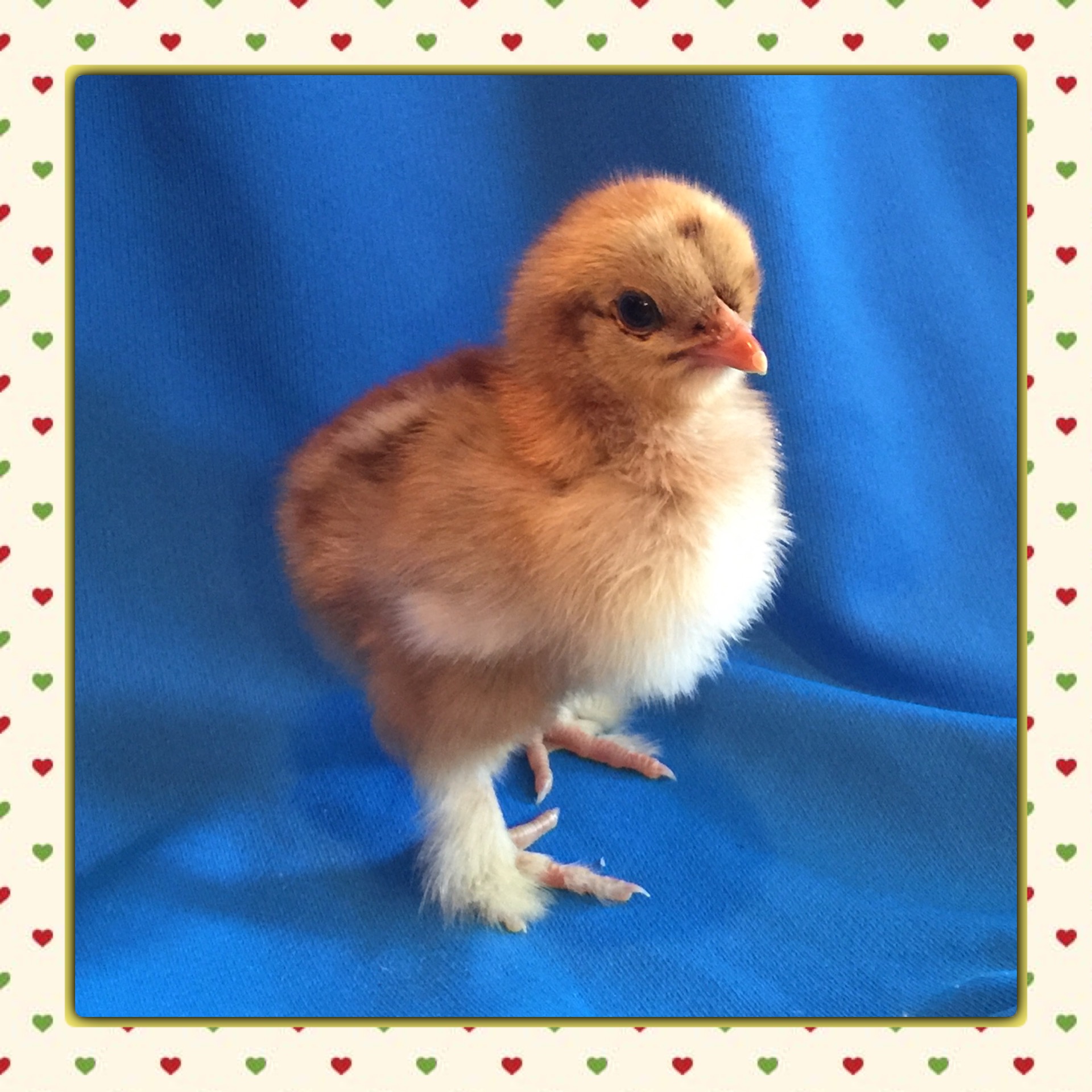 BackYard Chickens - Learn How to Raise Chickens