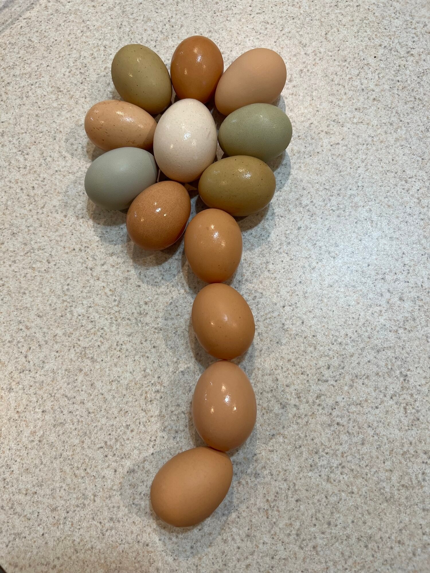 71.jpg | BackYard Chickens - Learn How to Raise Chickens