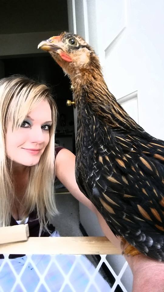 BackYard Chickens - Learn How to Raise Chickens