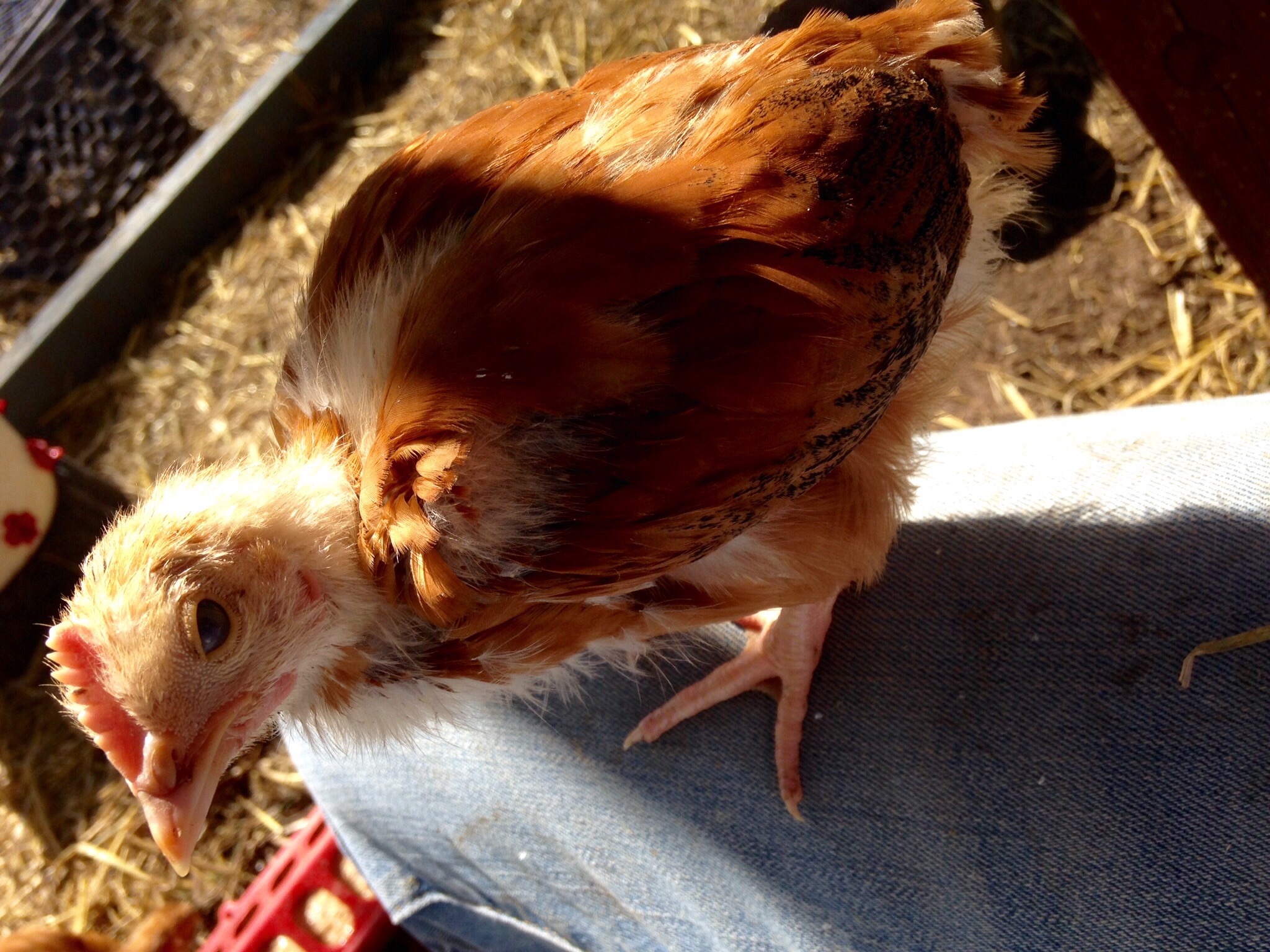 BackYard Chickens - Learn How to Raise Chickens