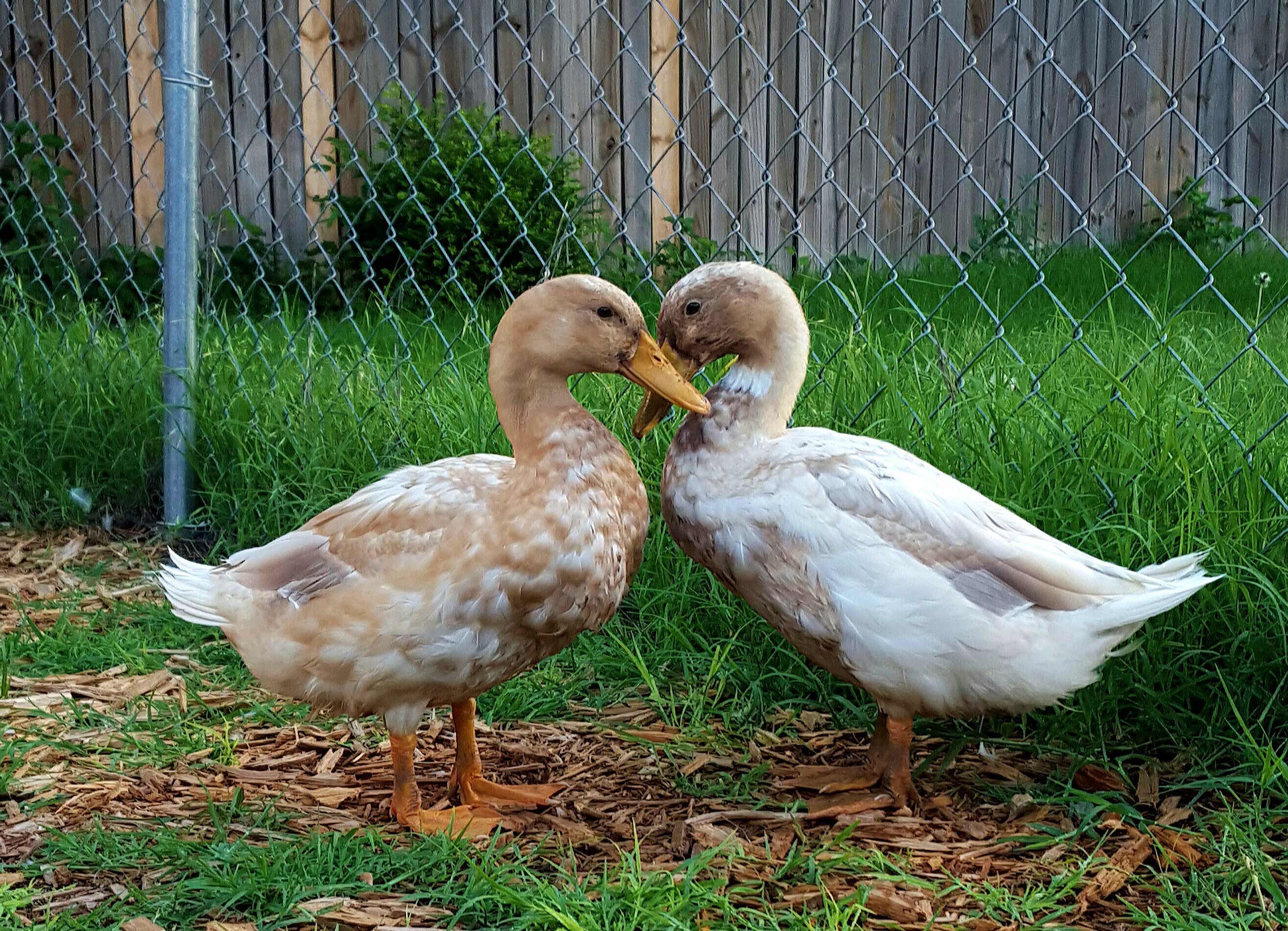 BackYard Chickens - Learn How to Raise Chickens