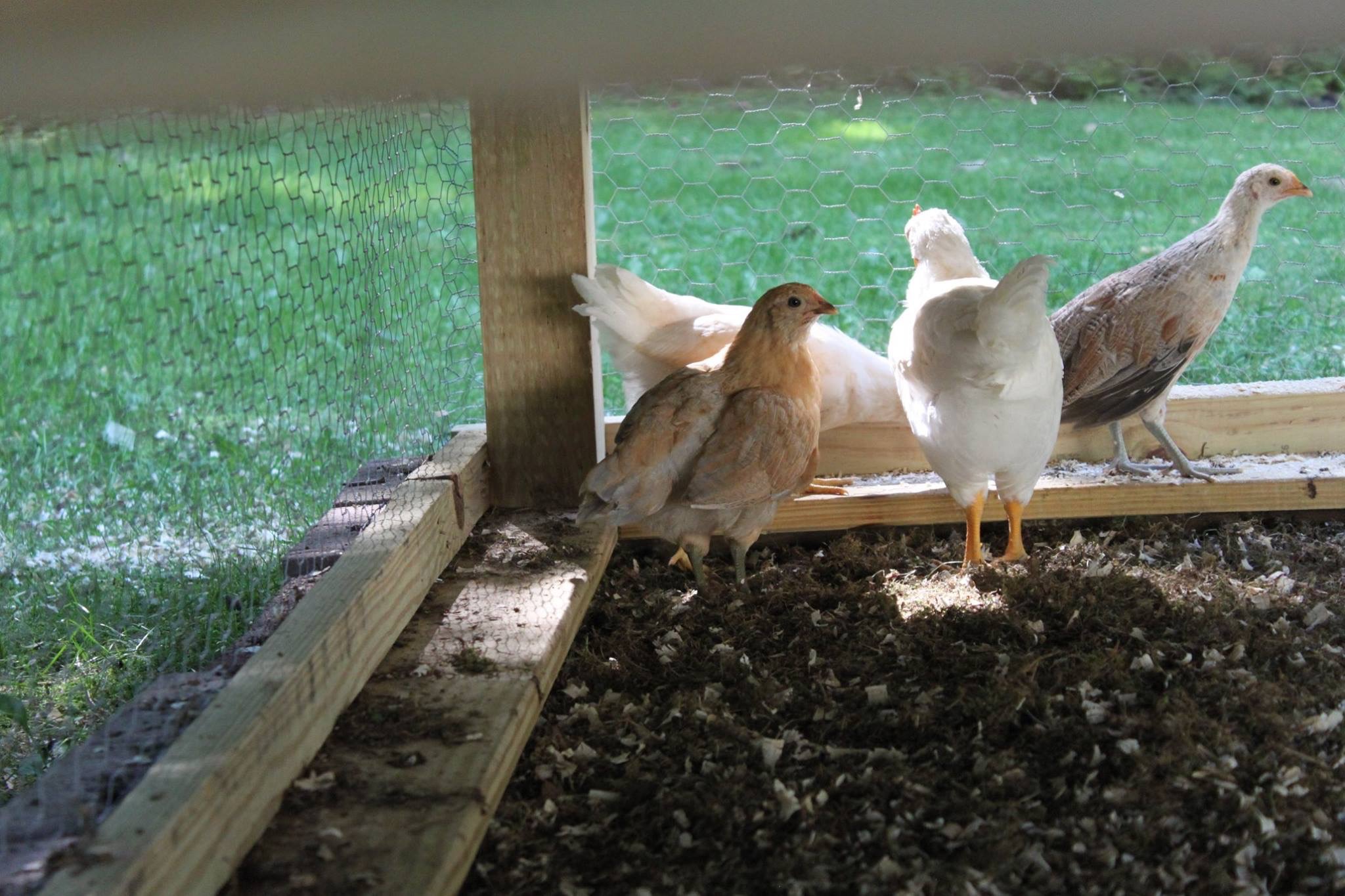 BackYard Chickens - Learn How to Raise Chickens